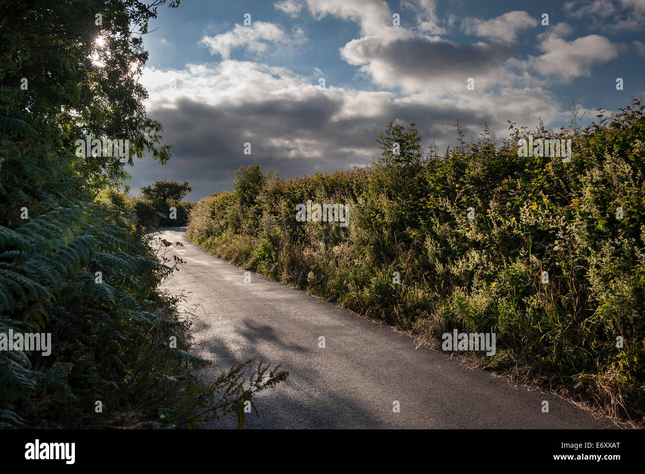 English countryside hedgerow hi-res stock photography and images - Alamy