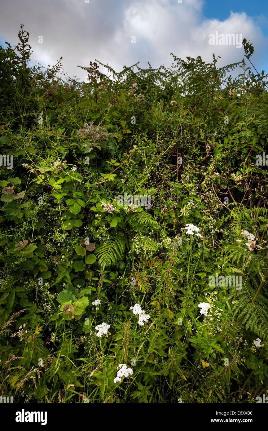 English hedgerow hi-res stock photography and images - Alamy