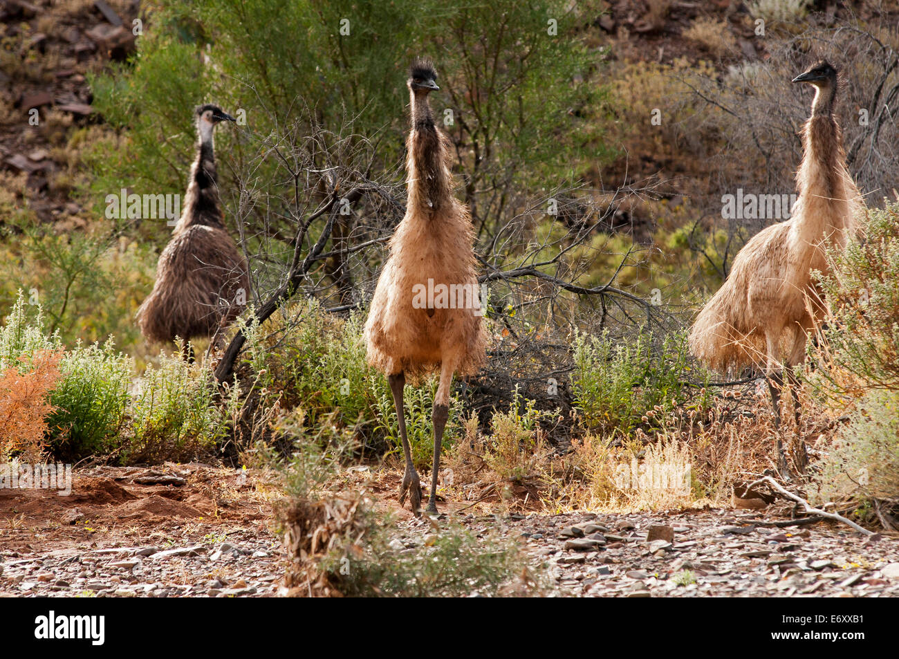 Emus in Chambers Gorge, Flinders Ranges, South Australia, Australia ...