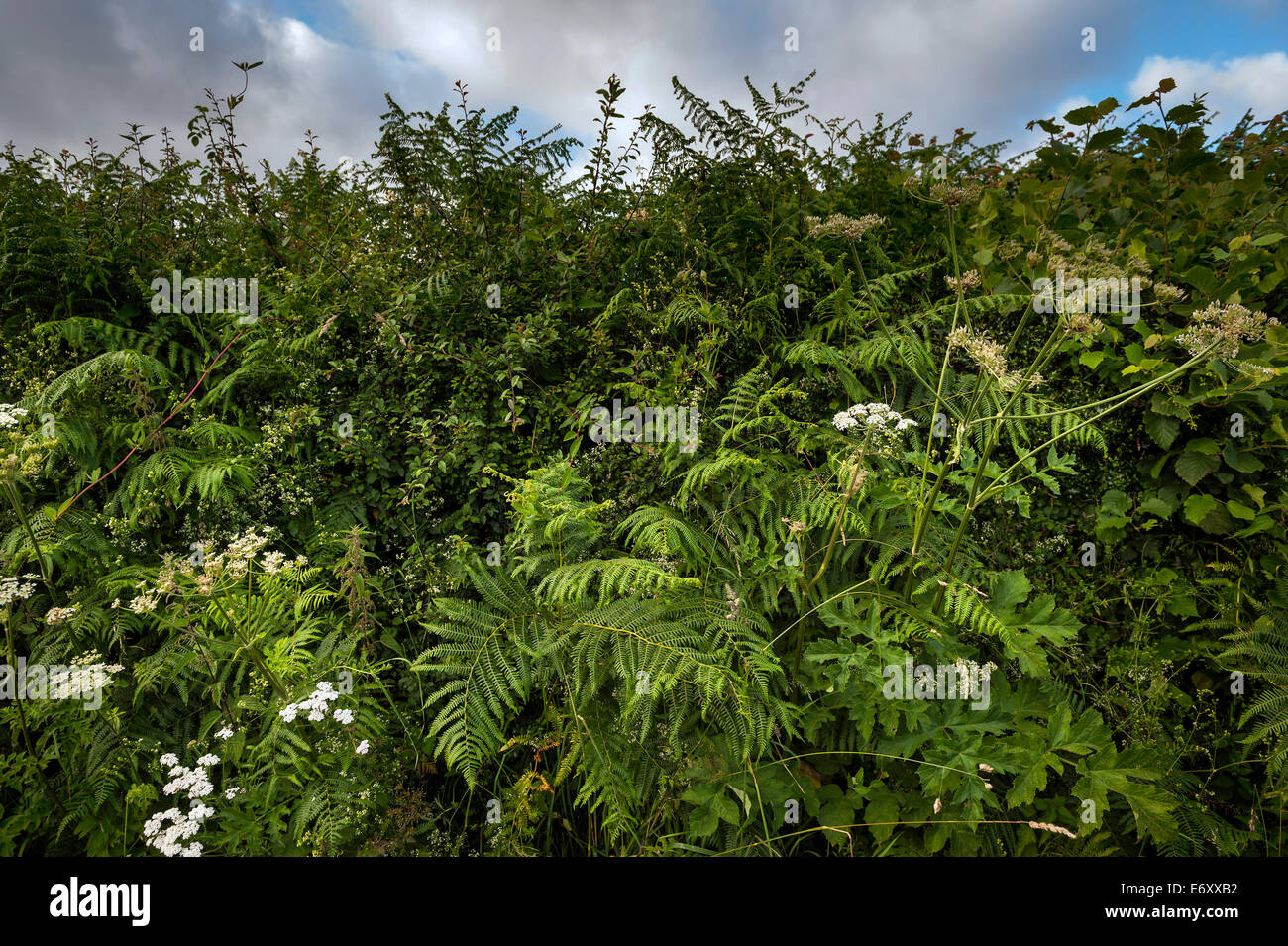 Typical hedgerow on an English country lane on Dartmoor, Devon, UK ...