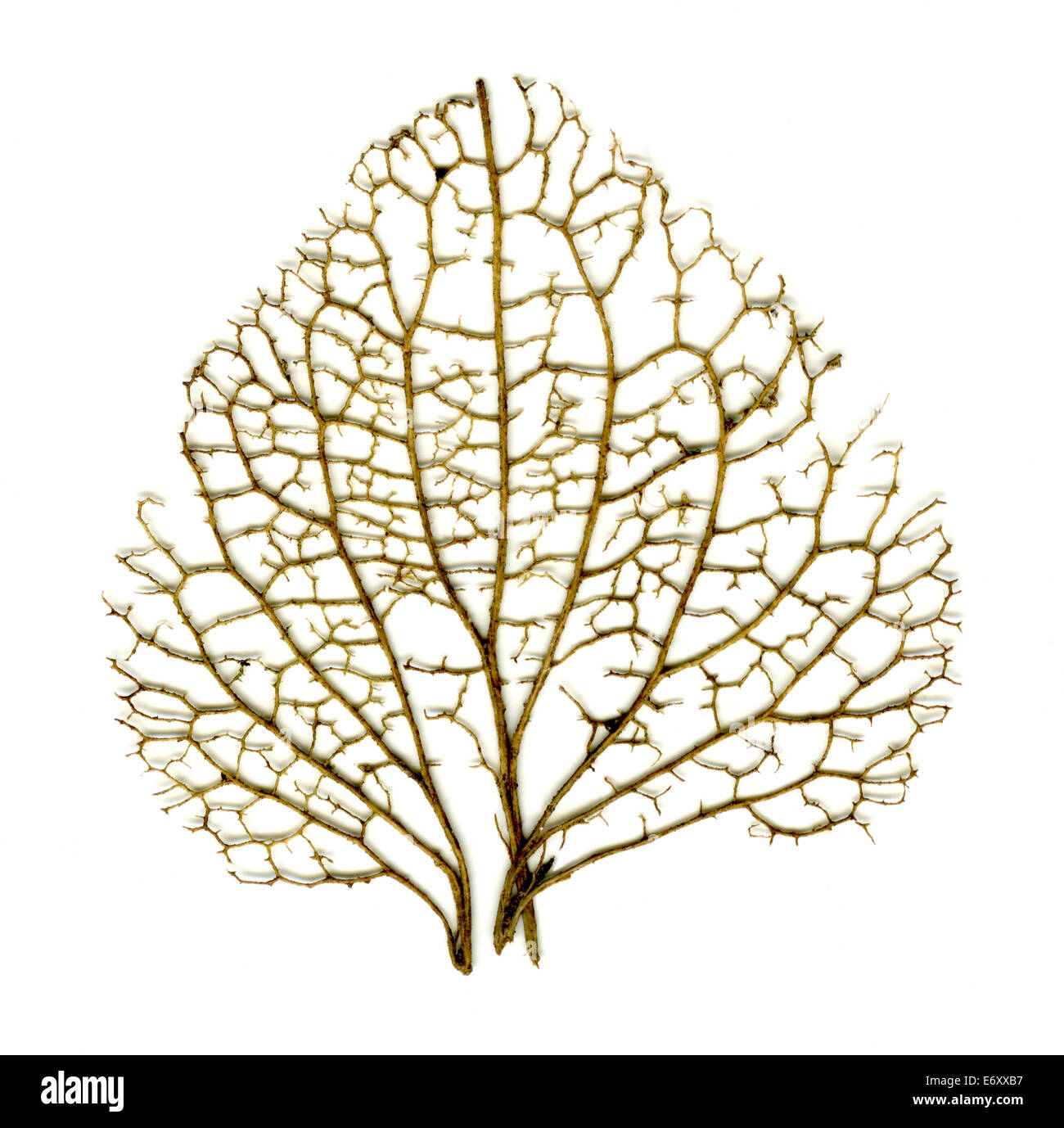 Leaf skeleton hi-res stock photography and images - Alamy