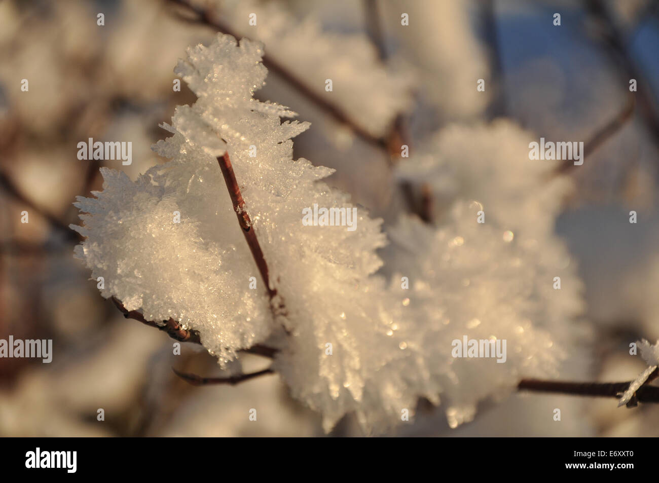 Water droplet frozen on a branch hi-res stock photography and images ...