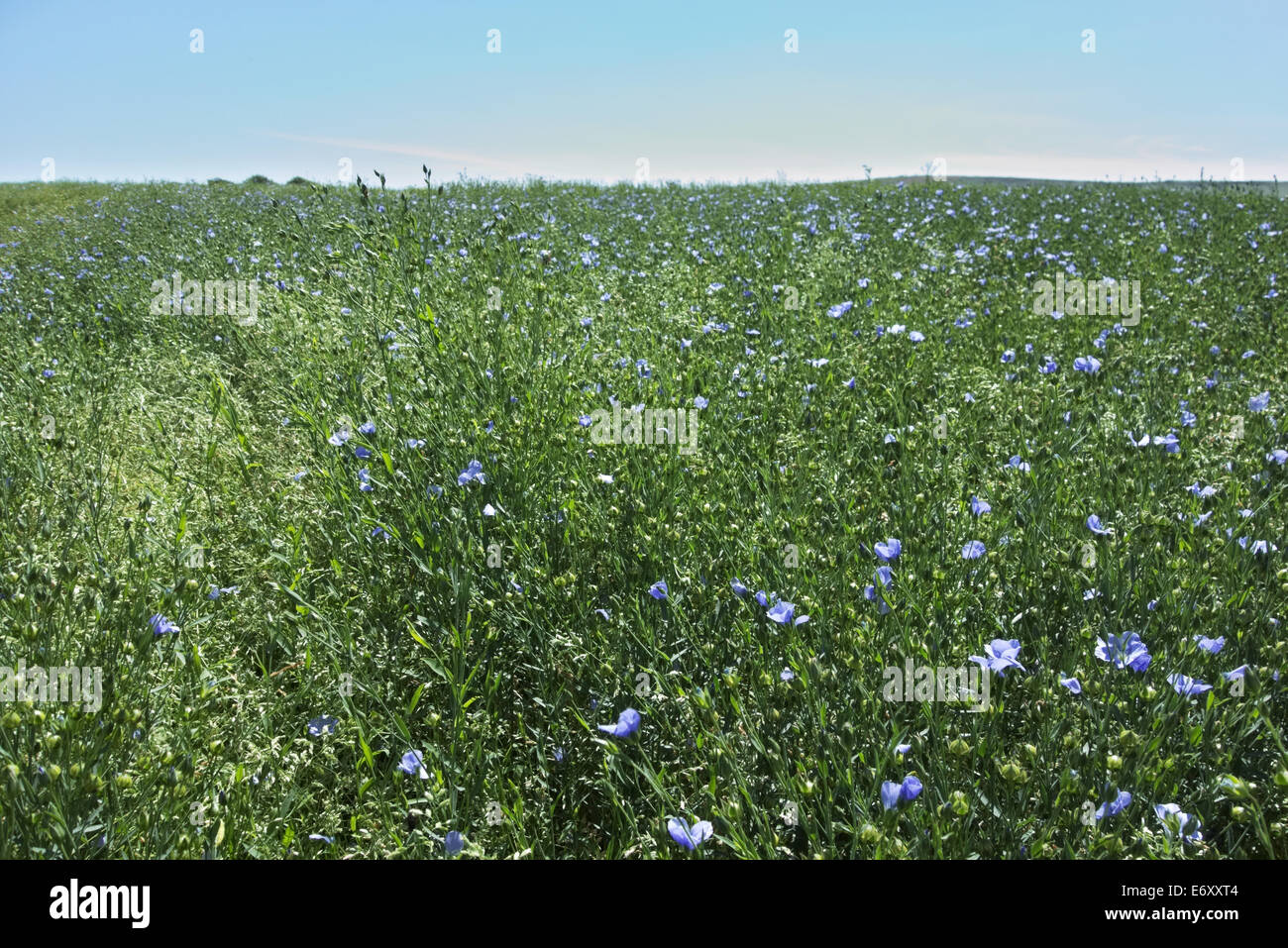 Field Of Linseed Growing In West Cornwall Stock Photo - Alamy
