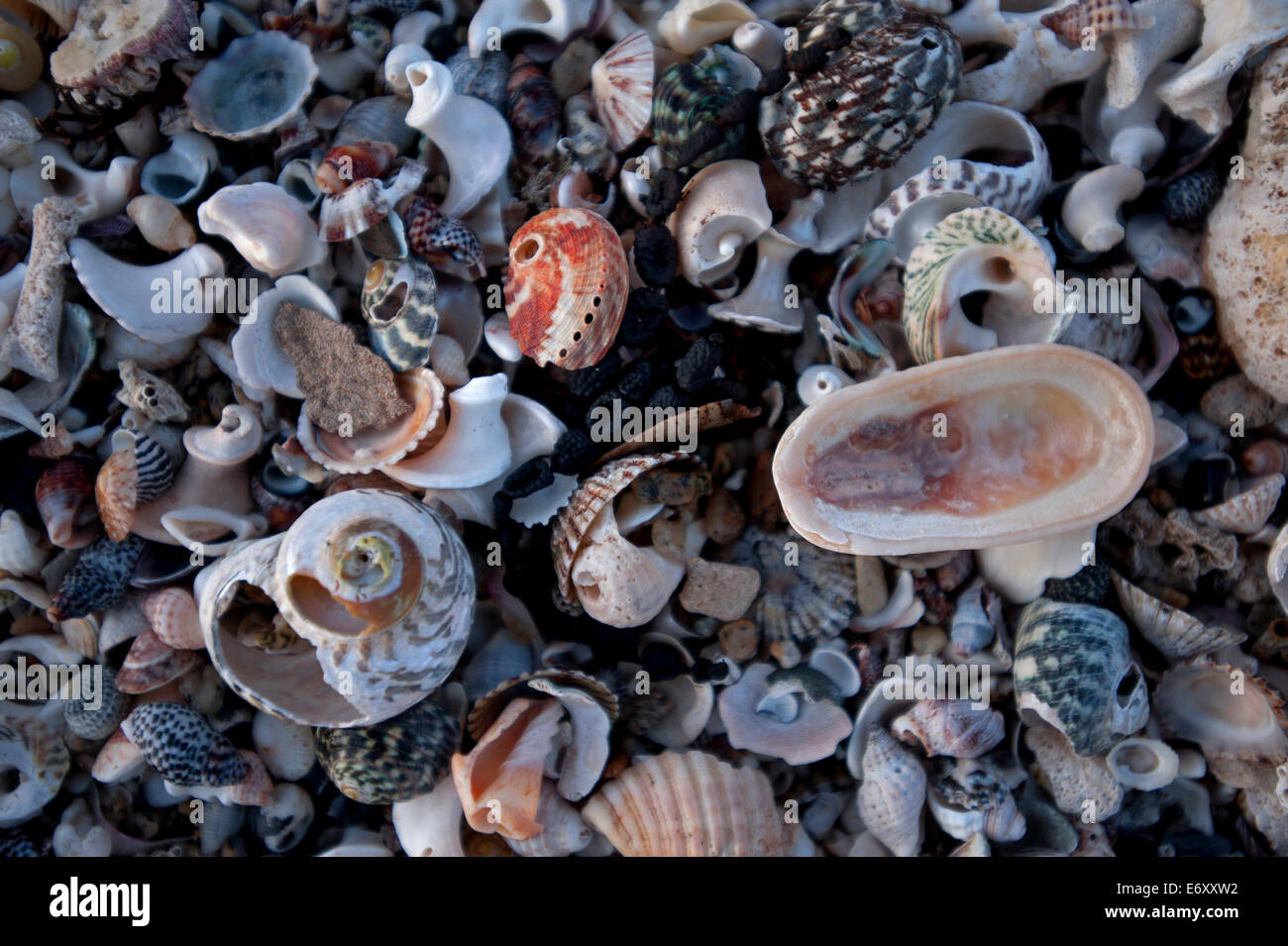 Cape Conran, shells on the beach at West Cape, East Gippsland, Victoria ... Cape Conran, shells on the beach at West Cape, East Gippsland, Victoria ...