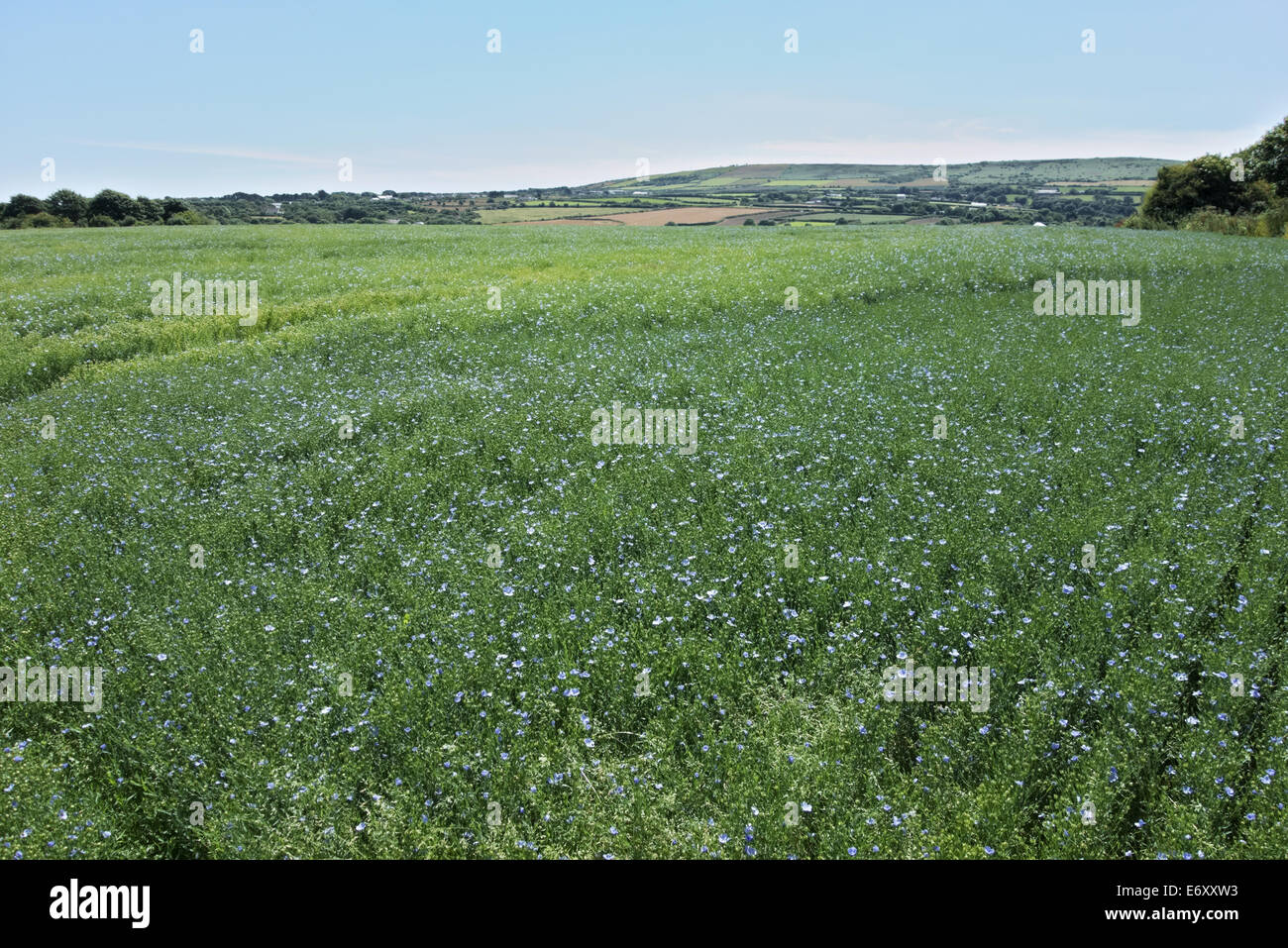 Field Of Linseed Growing In West Cornwall Stock Photo - Alamy