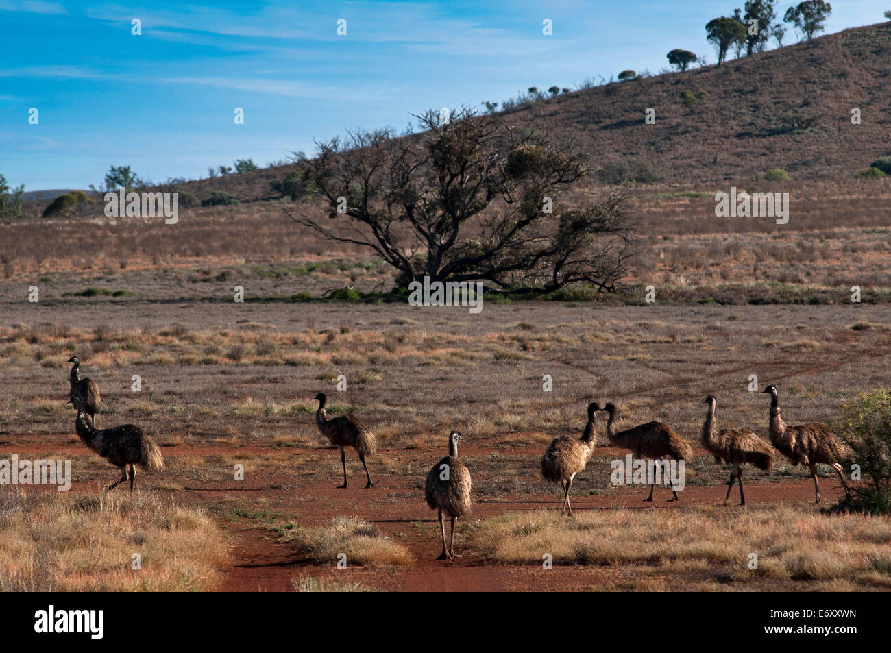 Birds of flinders ranges hi-res stock photography and images - Alamy