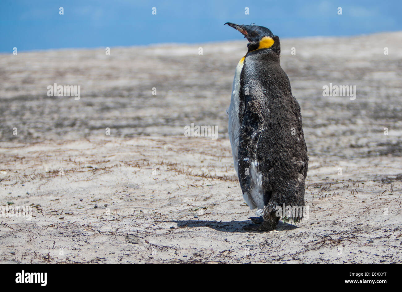 Penguin all alone hi-res stock photography and images - Alamy