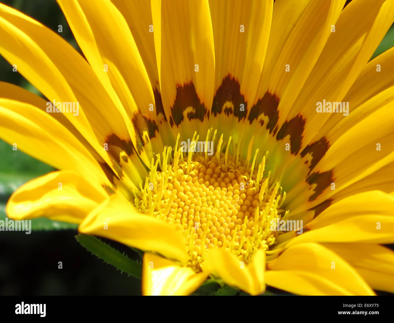Closeup of a yellow flower head in garden Stock Photo - Alamy