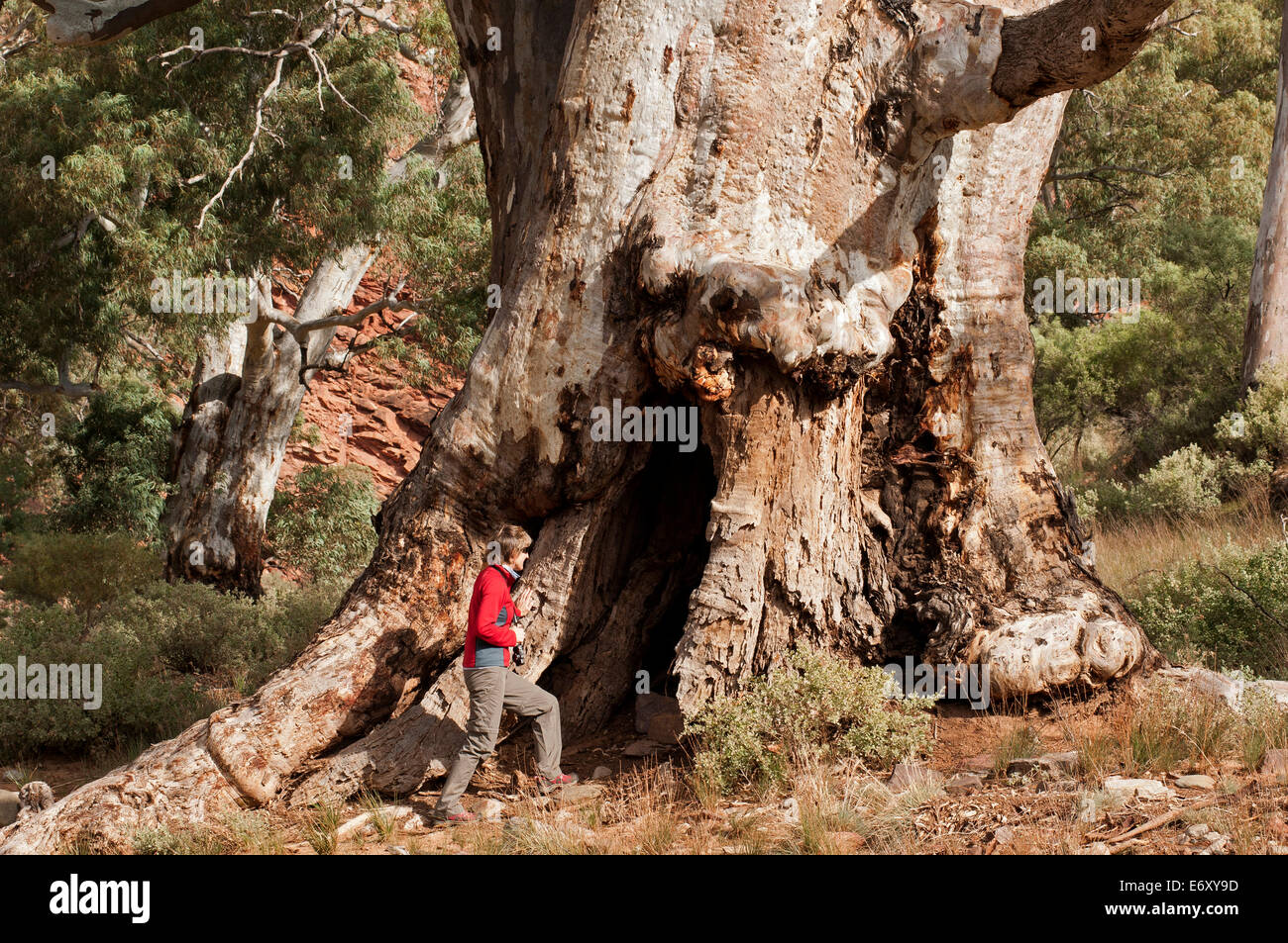 Massive river gum in the Brachina Gorge, Flinders Ranges National Park ...