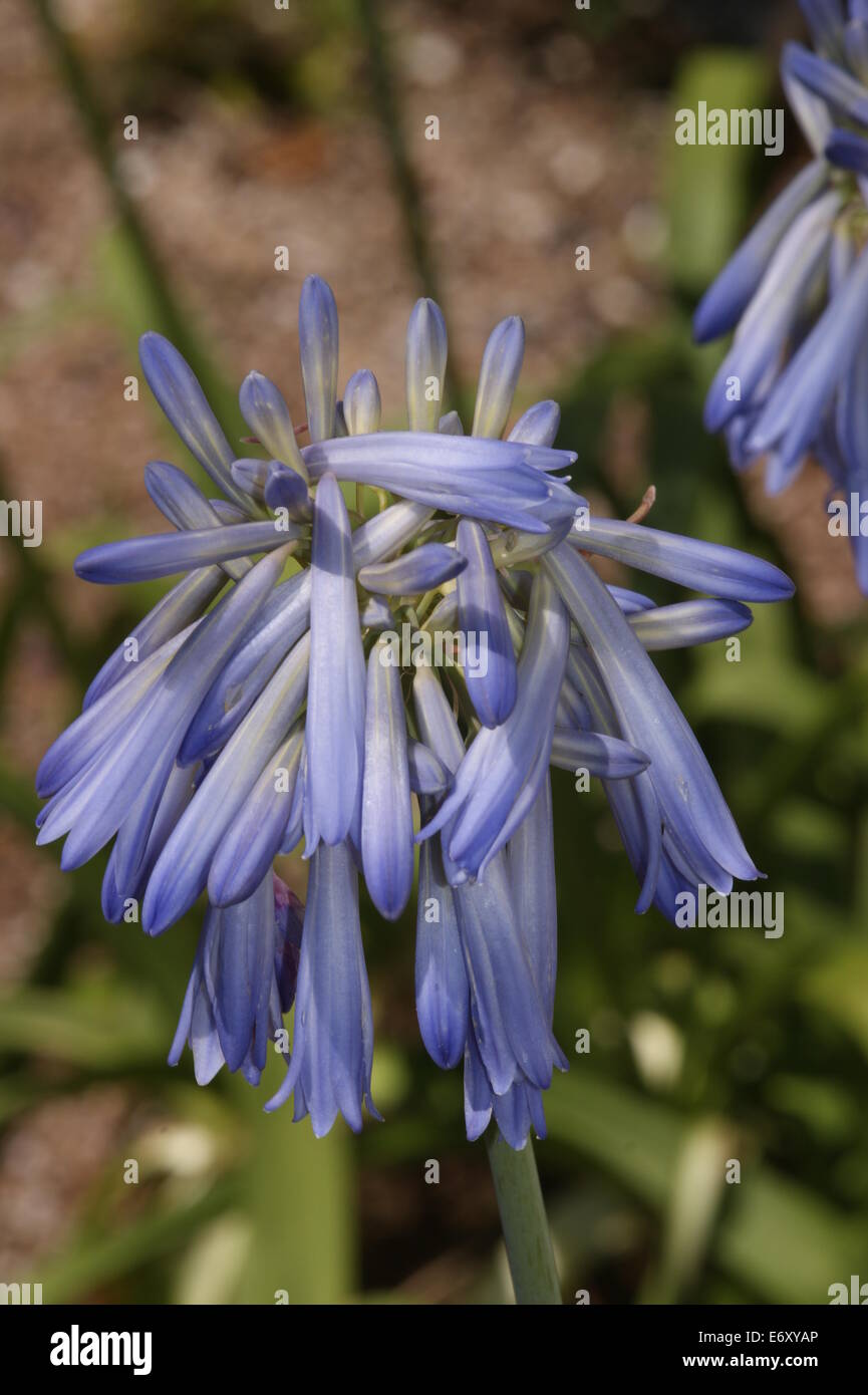 Agapanthus inapertus hi-res stock photography and images - Alamy