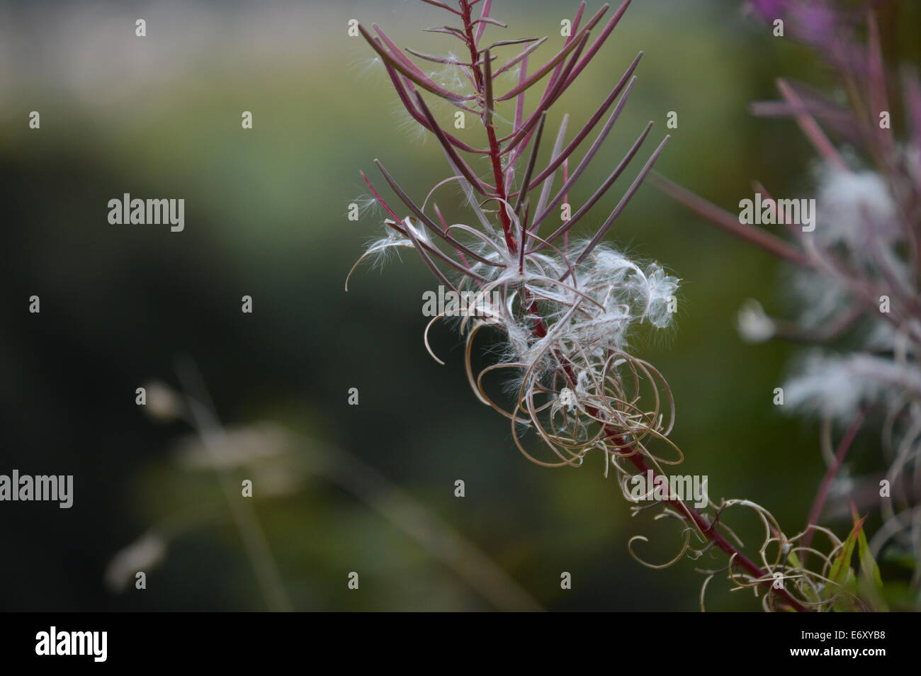 epilobium angustifolium (fireweed) with last seeds waiting to be blown ...