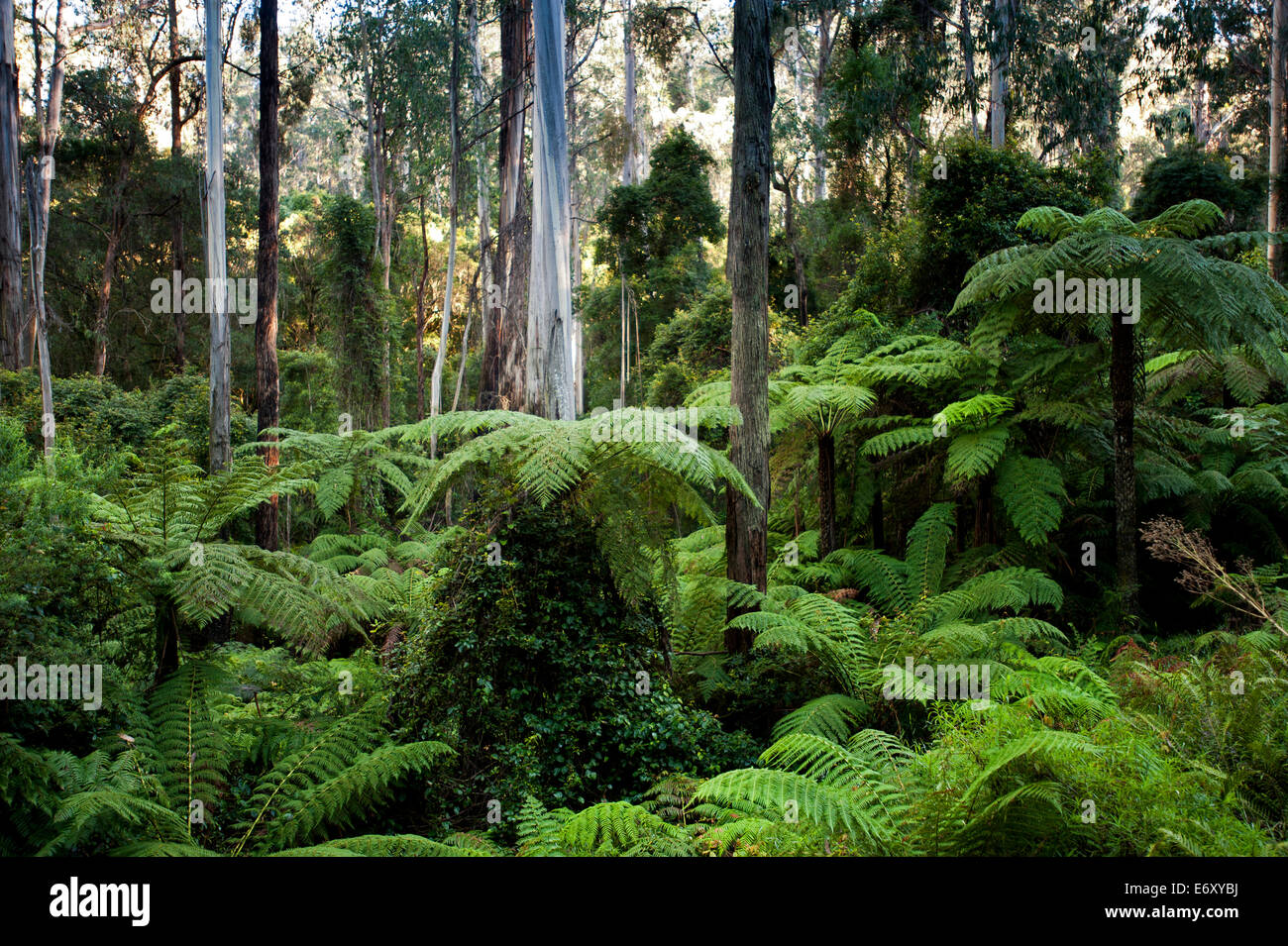 Lush forest in the Martins Creek Reserve, East Gippsland, Victoria ...