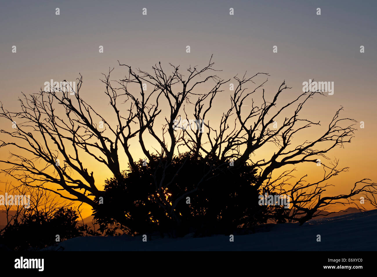 Snow gum hi-res stock photography and images - Alamy