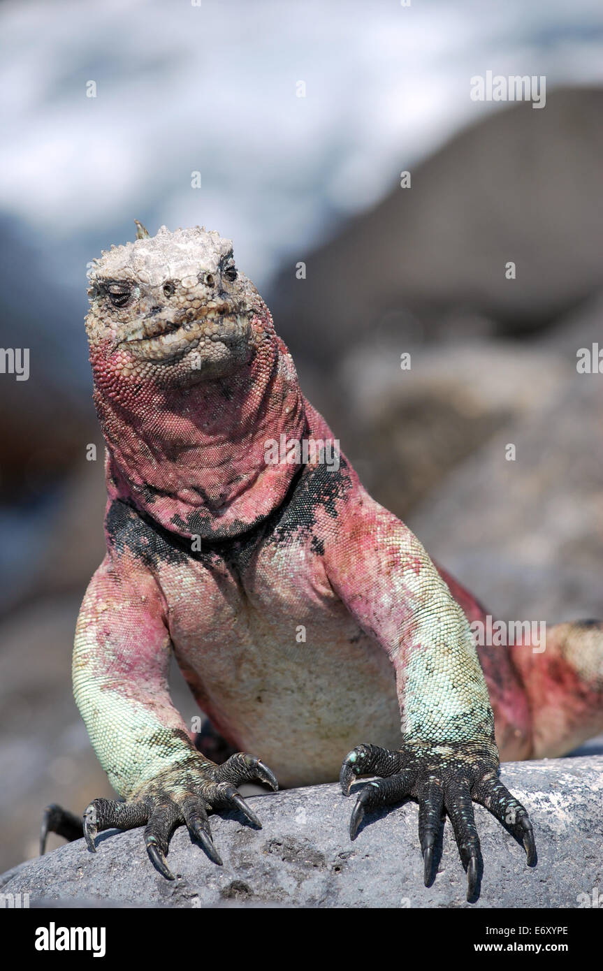 Galapagos marine iguana hi-res stock photography and images - Alamy