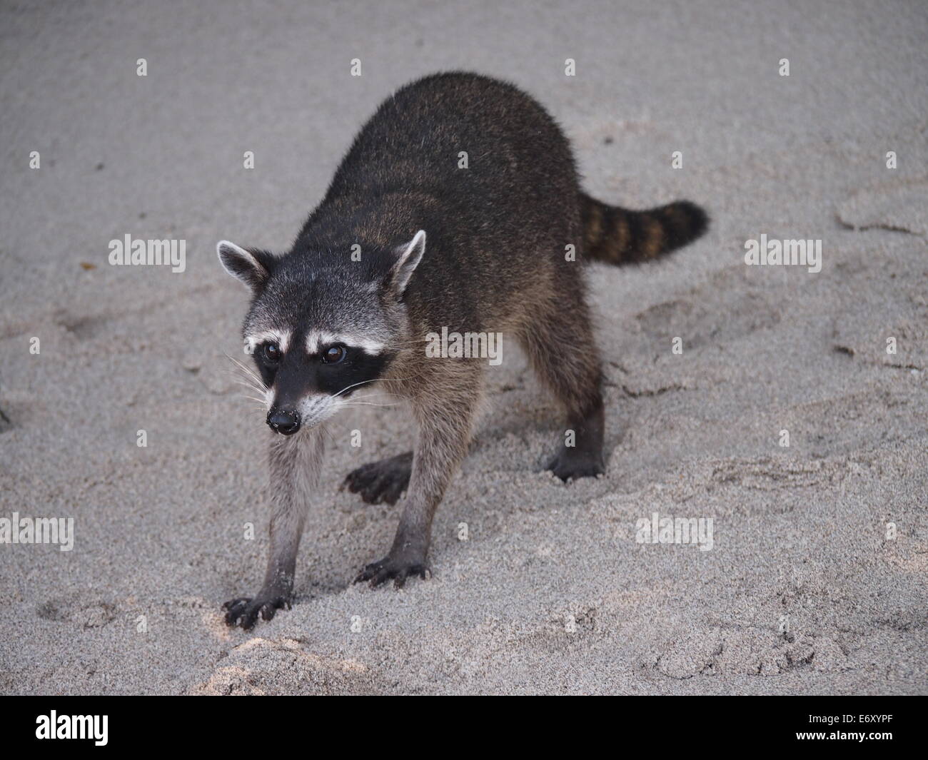 Racoon on the beach in Manuel Antonio National Park, Costa Rica Stock ...