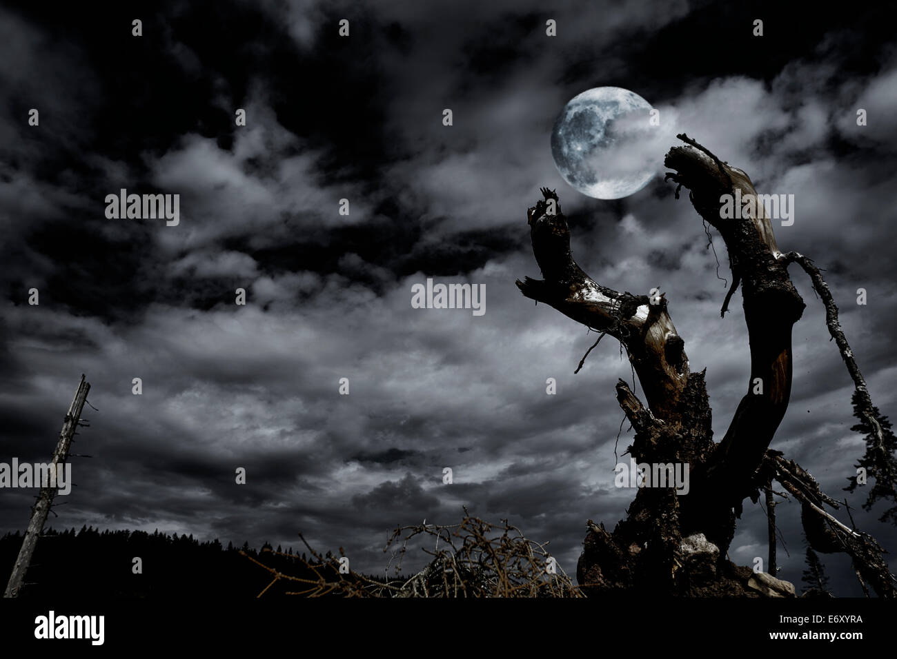 tree roots and branch reaching for the moon Stock Photo - Alamy