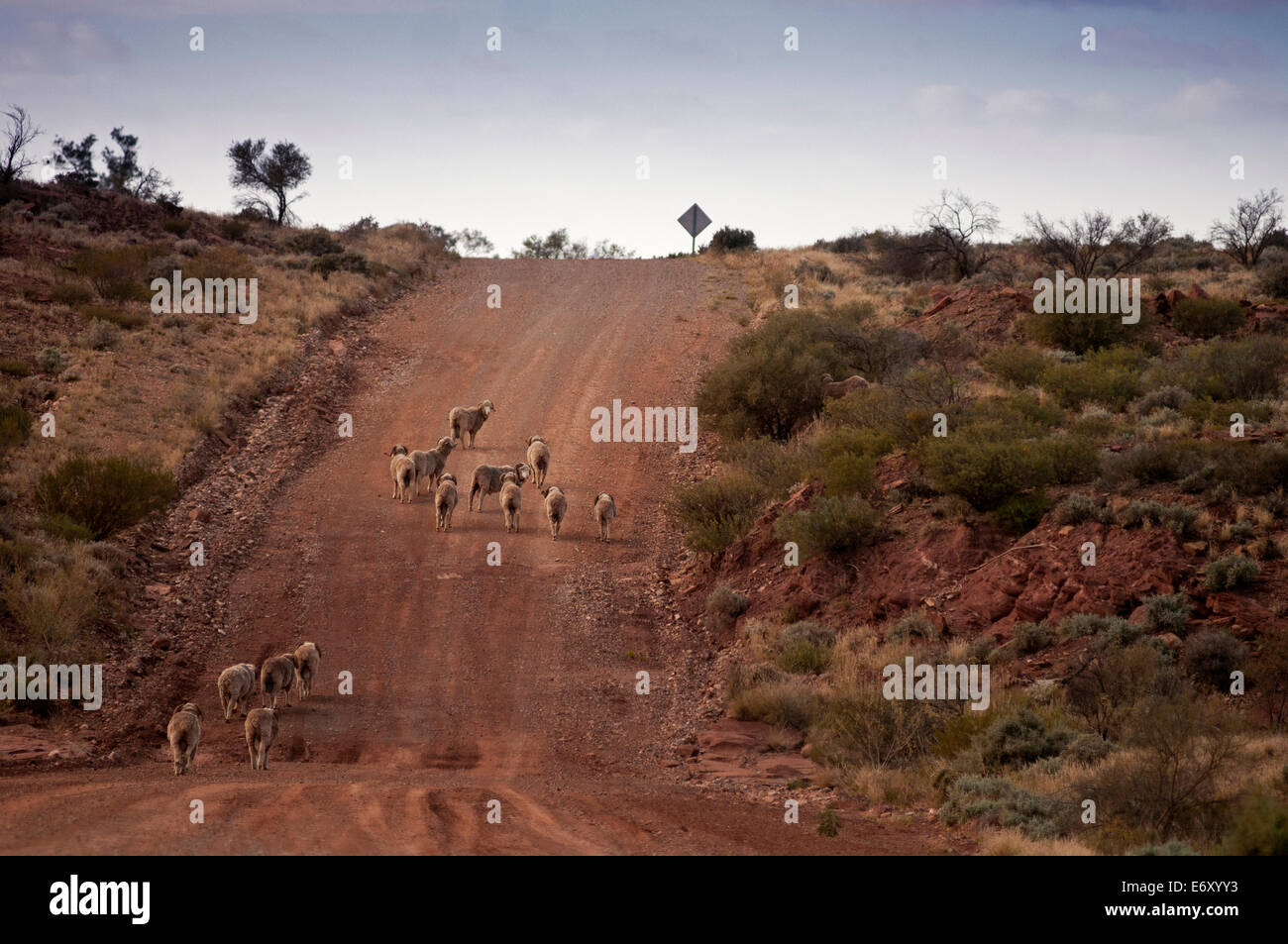 Sheep on the road to Chambers Gorge, Flinders Ranges, South Australia ...
