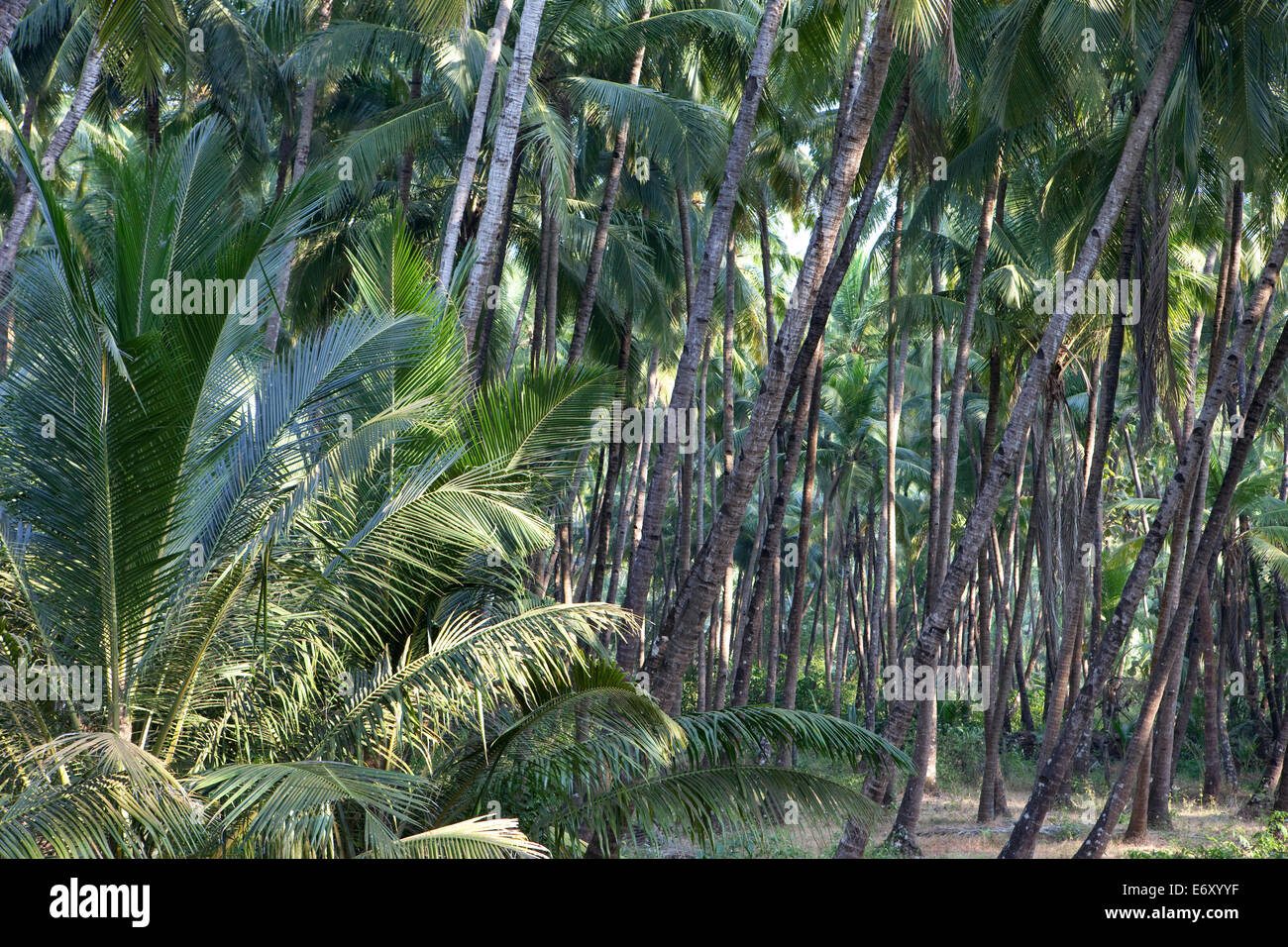 In a coconut plantation hi-res stock photography and images - Alamy