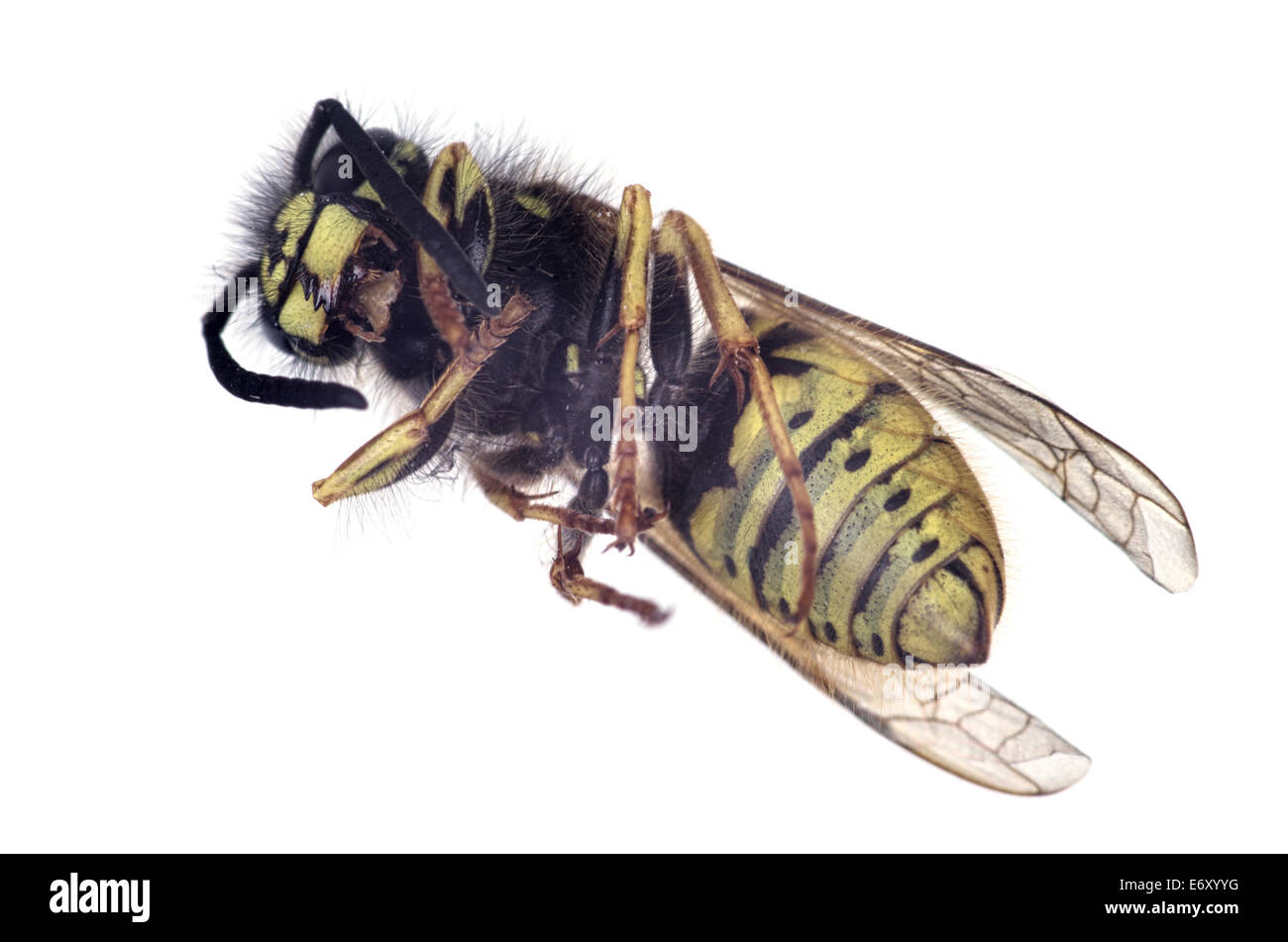 Dead Wasp Macro Isolated On White Stock Photo - Alamy