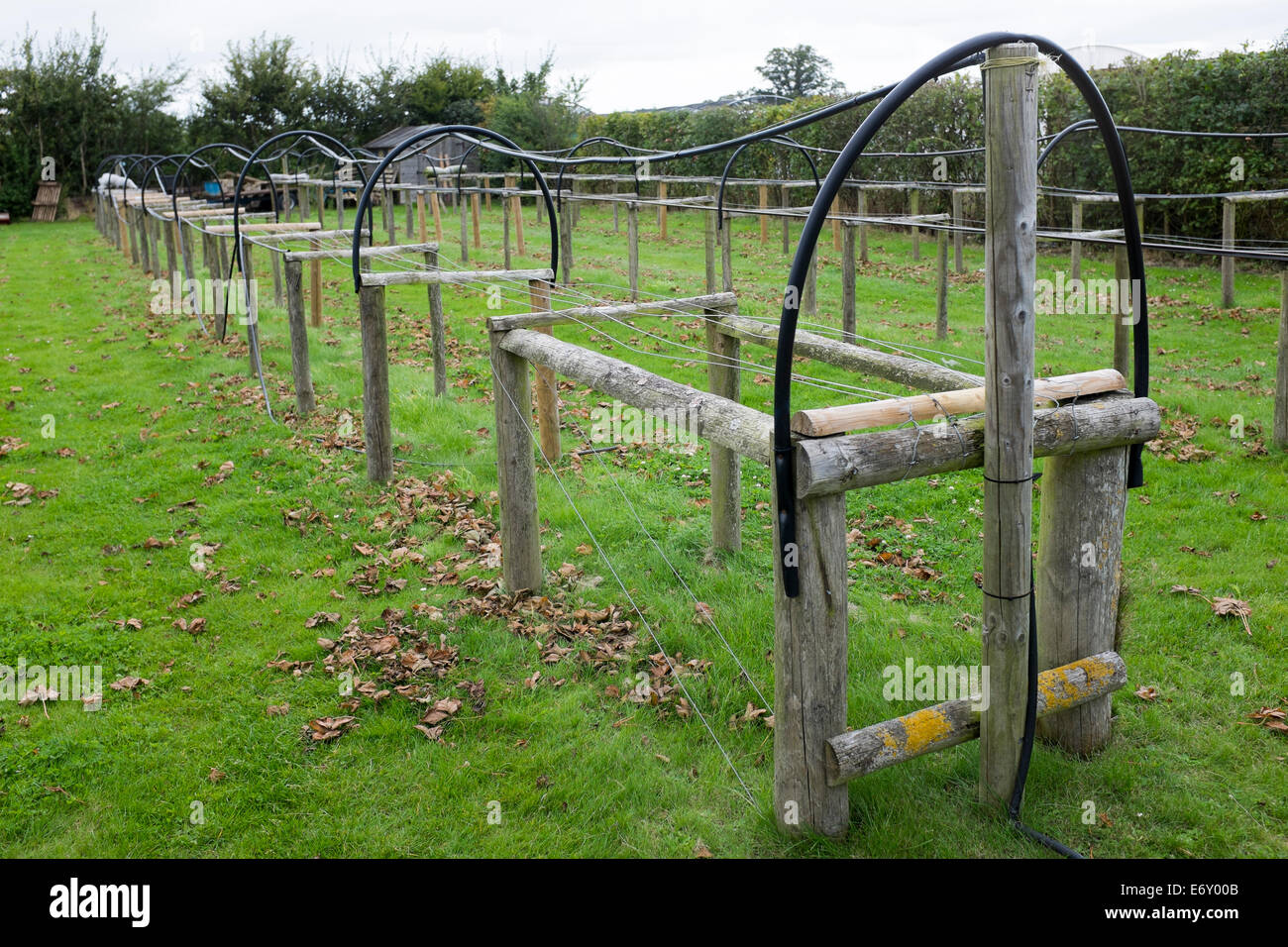 Fruit Growing Frames with Watering Pipes Stock Photo - Alamy