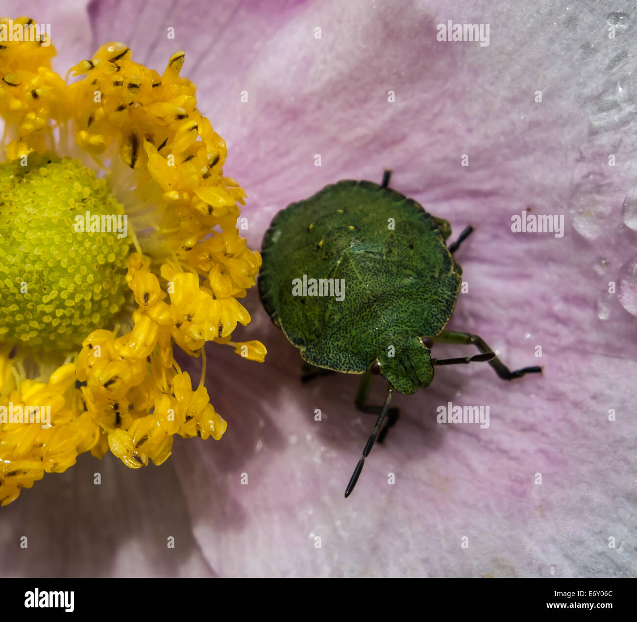 Green shield bug Stock Photo - Alamy