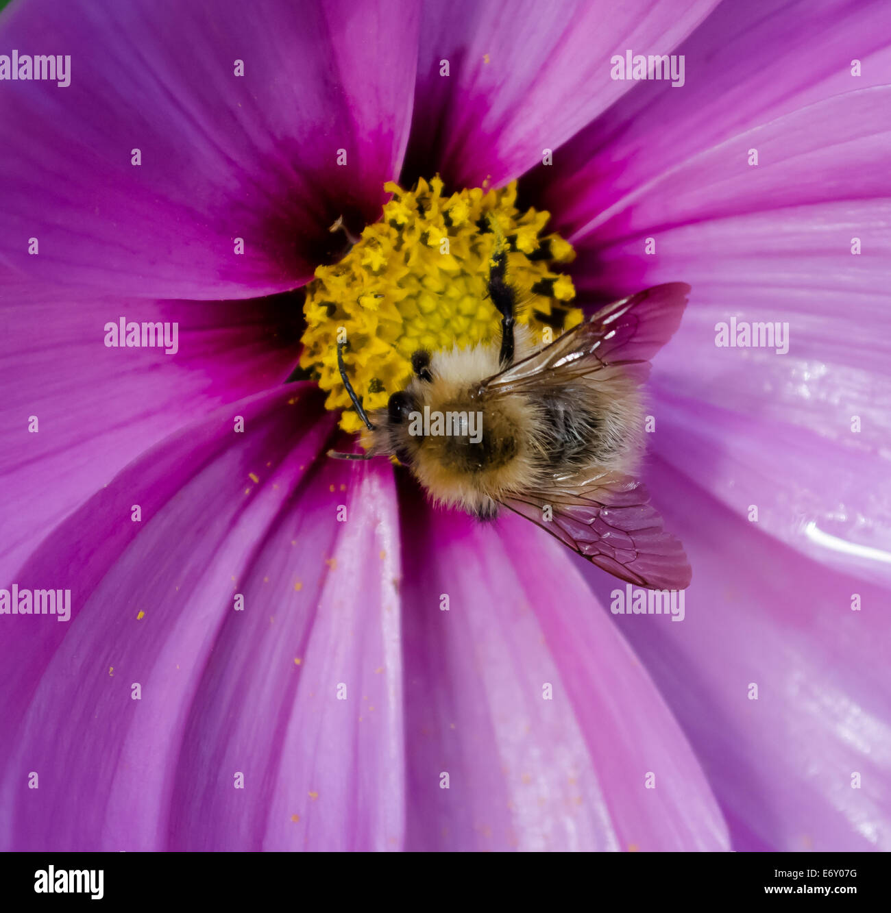 Bee on Cosmos flower Stock Photo - Alamy