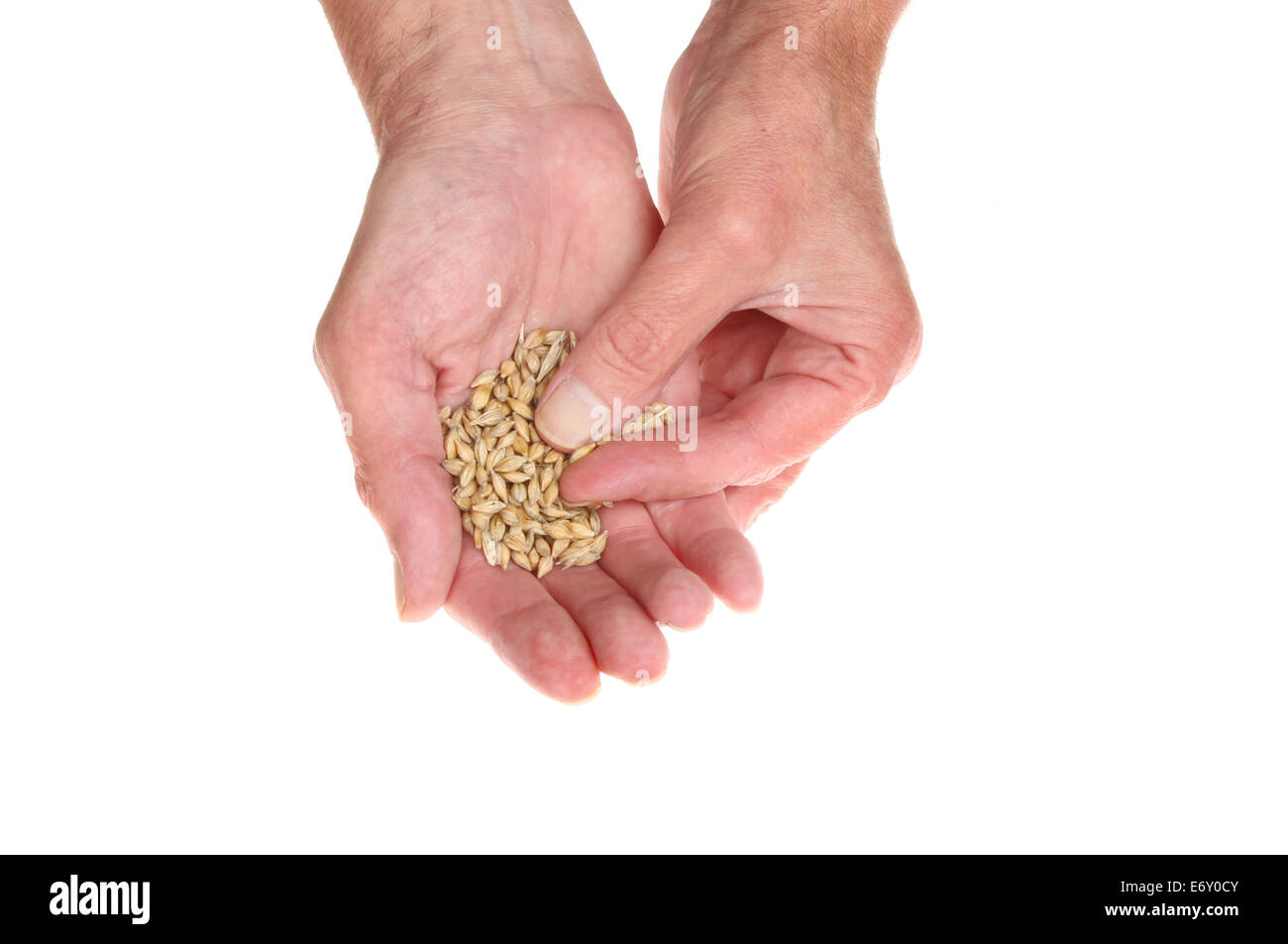 Pair of hands holding grains of barley isolated against white Stock ...