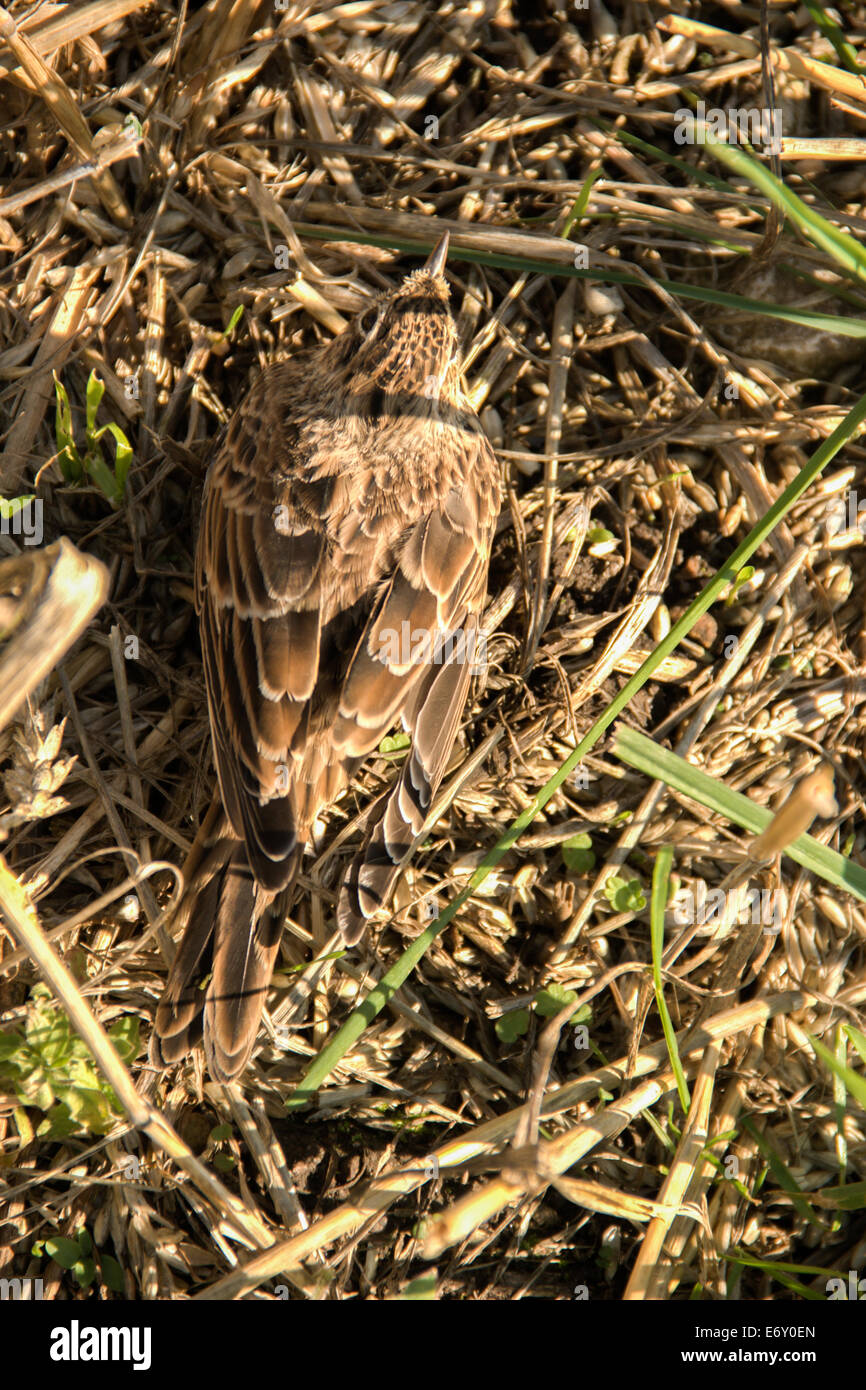 Wounded bird hi-res stock photography and images - Alamy