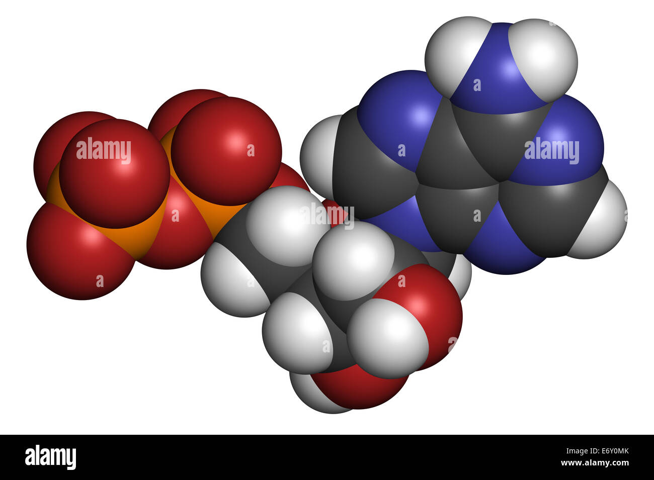 Adenosine diphosphate (ADP) molecule. Plays essential role in energy ...