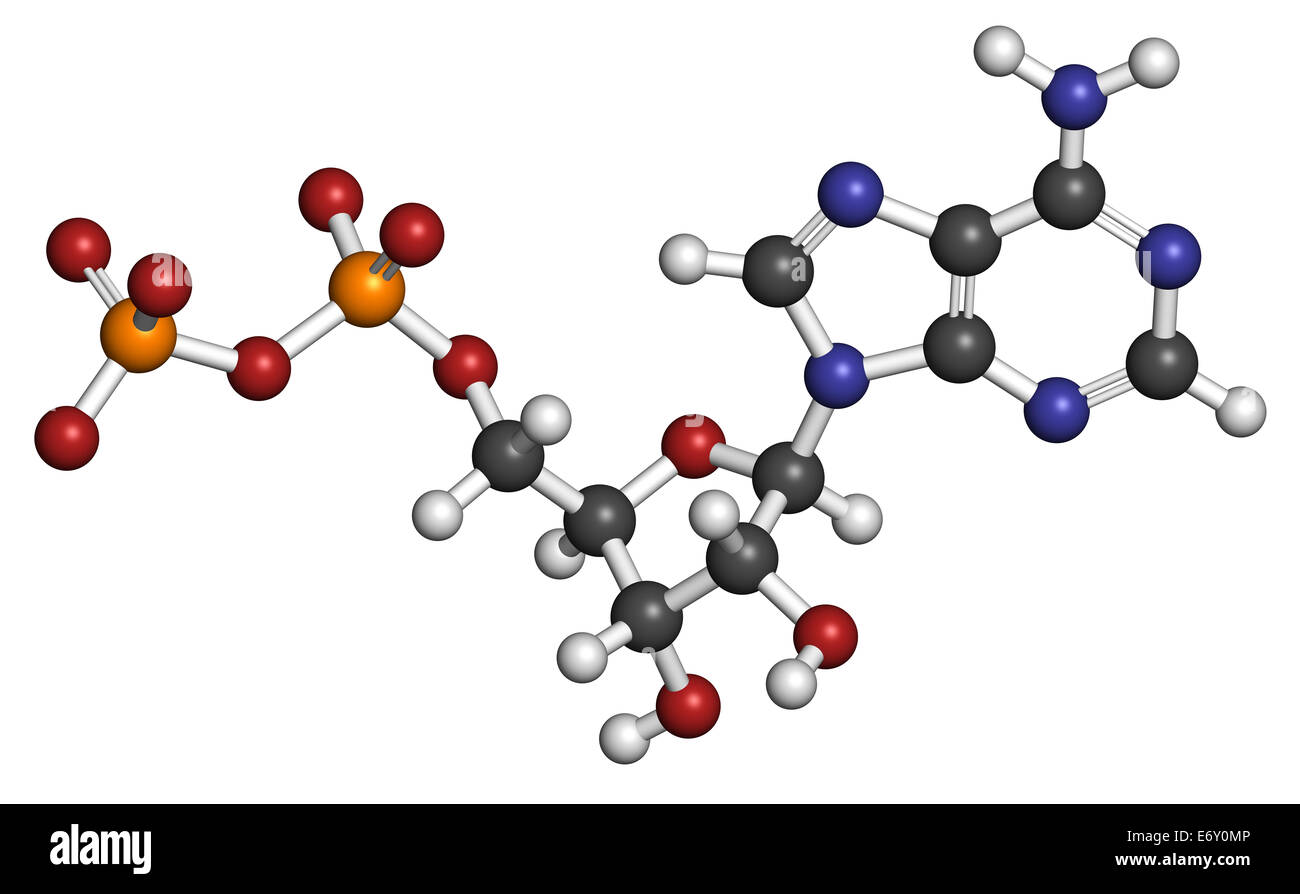 Adenosine diphosphate (ADP) molecule. Plays essential role in energy ...