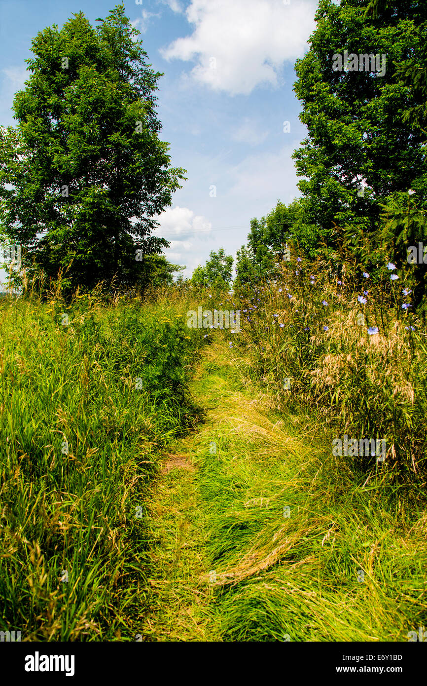 Pathway in meadow Stock Photo - Alamy