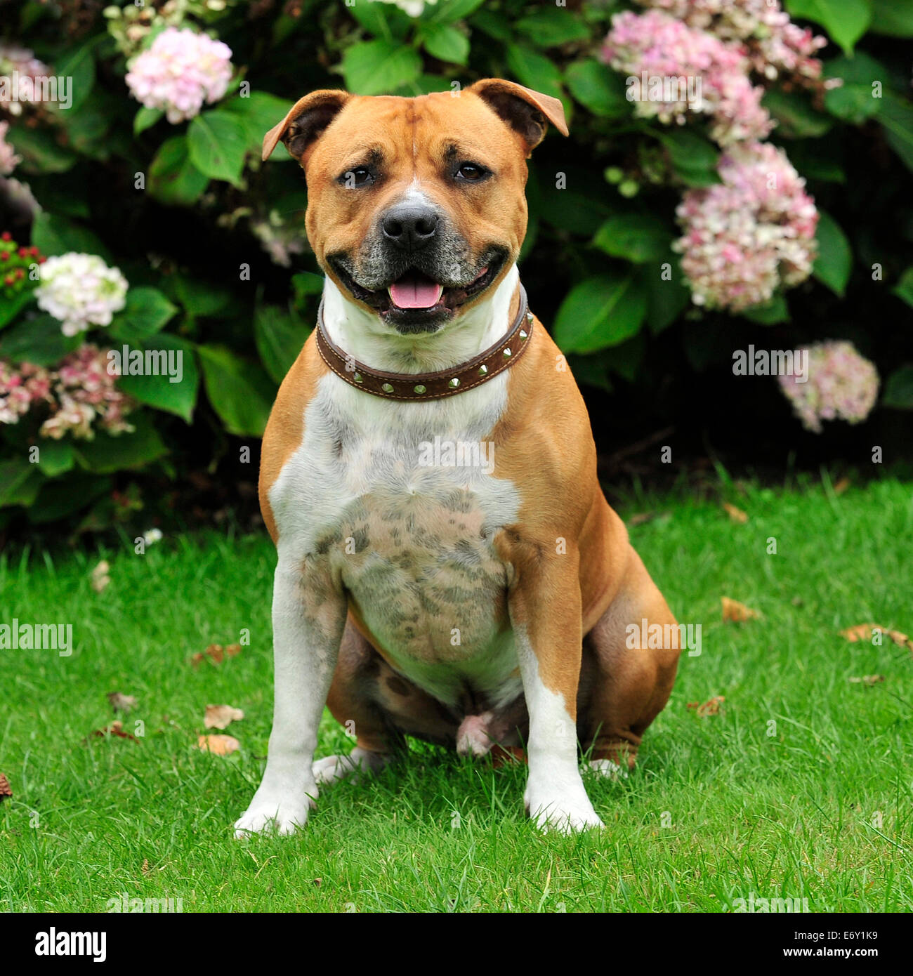 staffordshire bull terrier smiling and sitting Stock Photo - Alamy