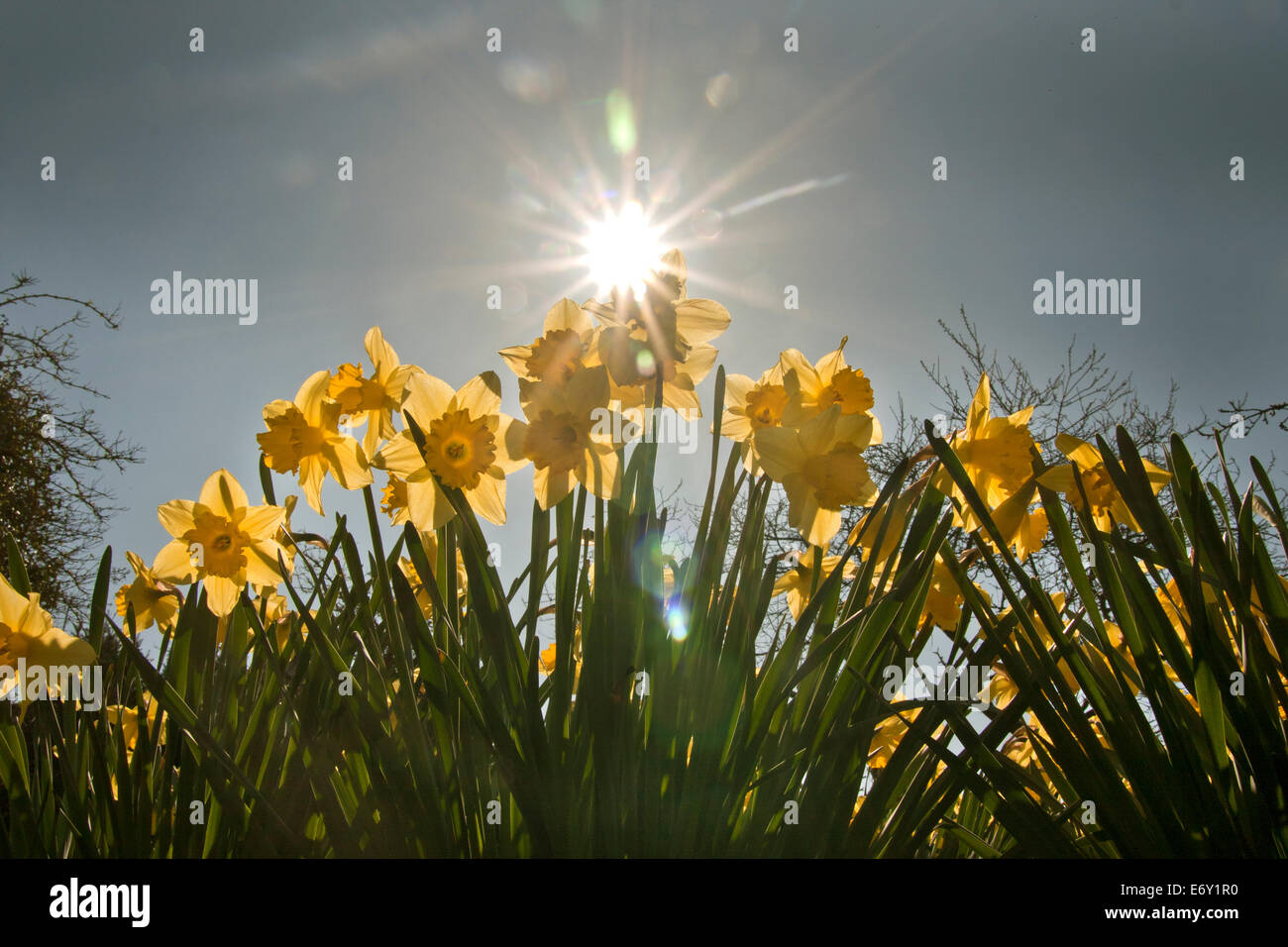 spring daffodils in Sussex, England Stock Photo - Alamy