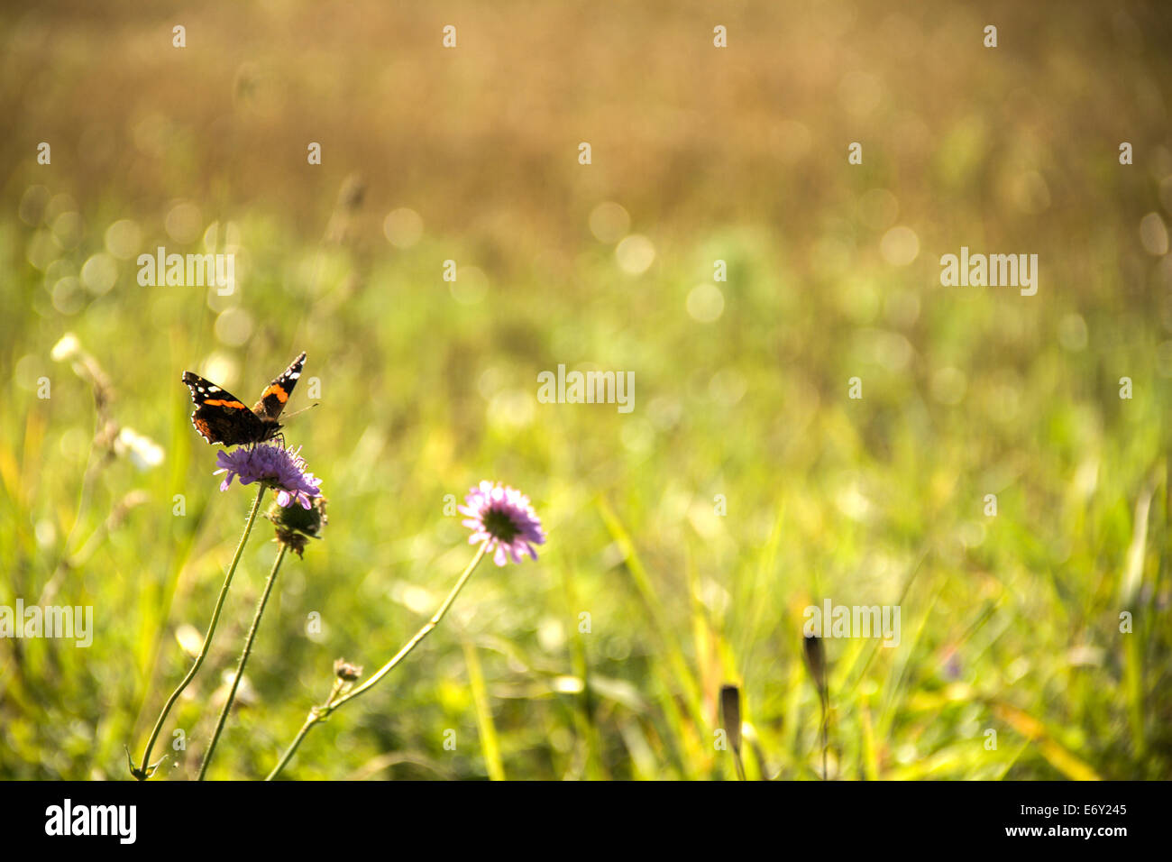 butterfly in summer Stock Photo - Alamy