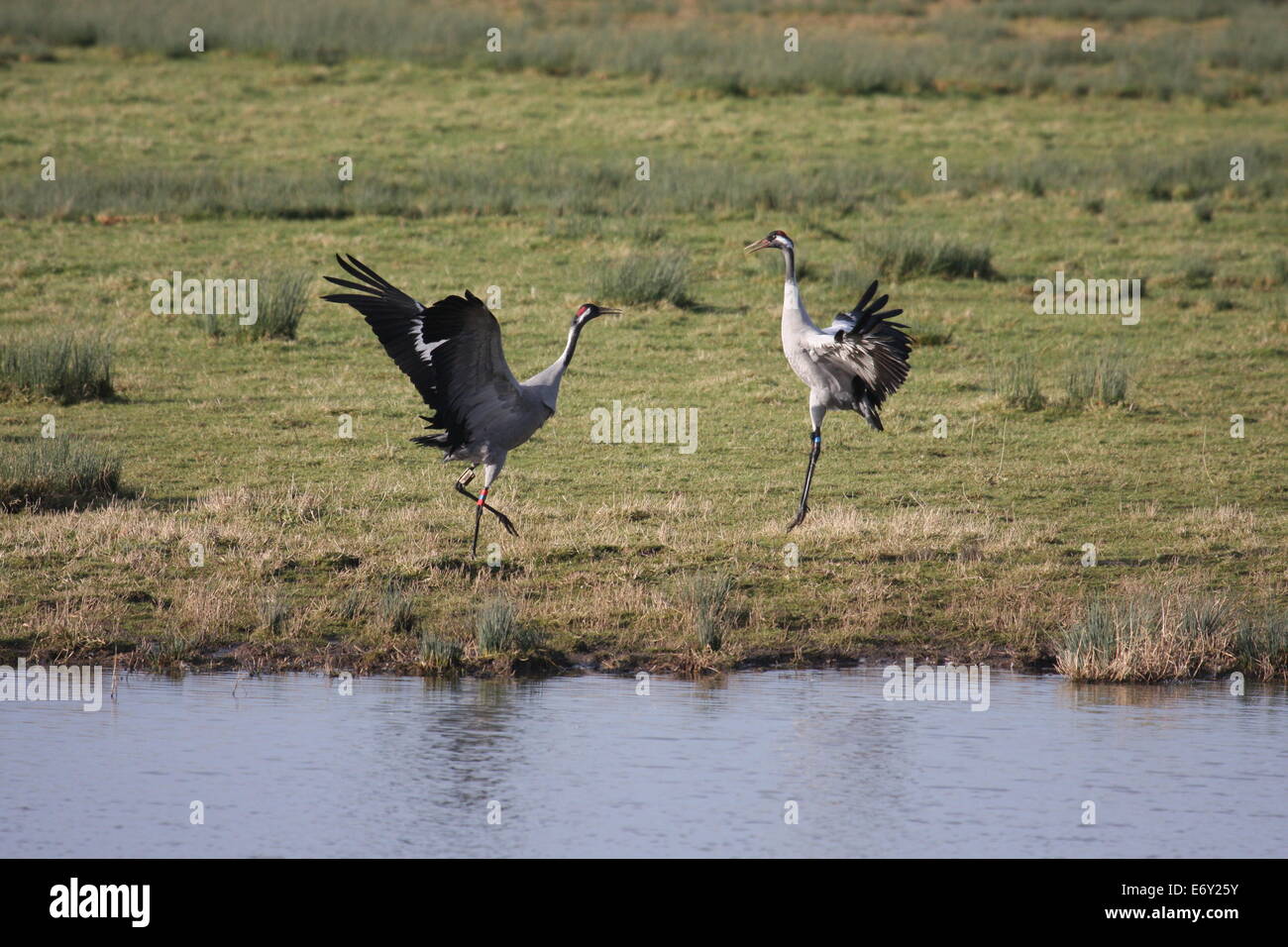 two crane's mating next to a lake Stock Photo - Alamy