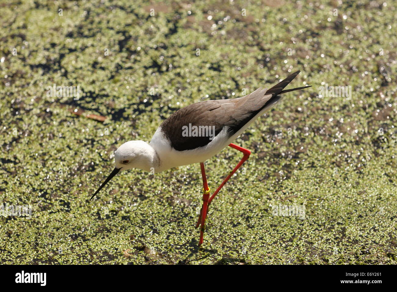 wadding bird feeding Stock Photo - Alamy