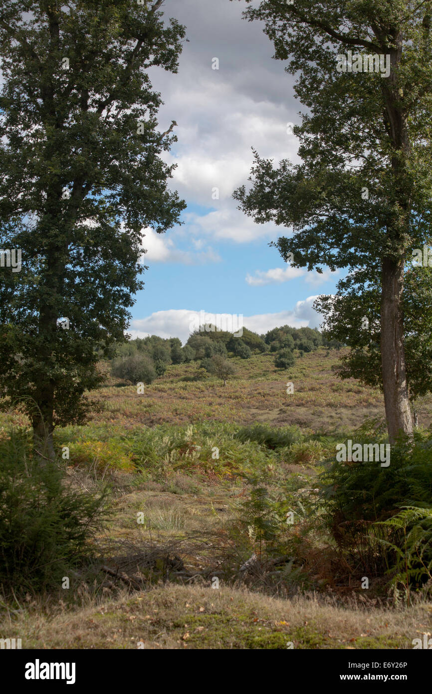 View of sandy heathland and woodland Hampton Ridge between Fritham and ...