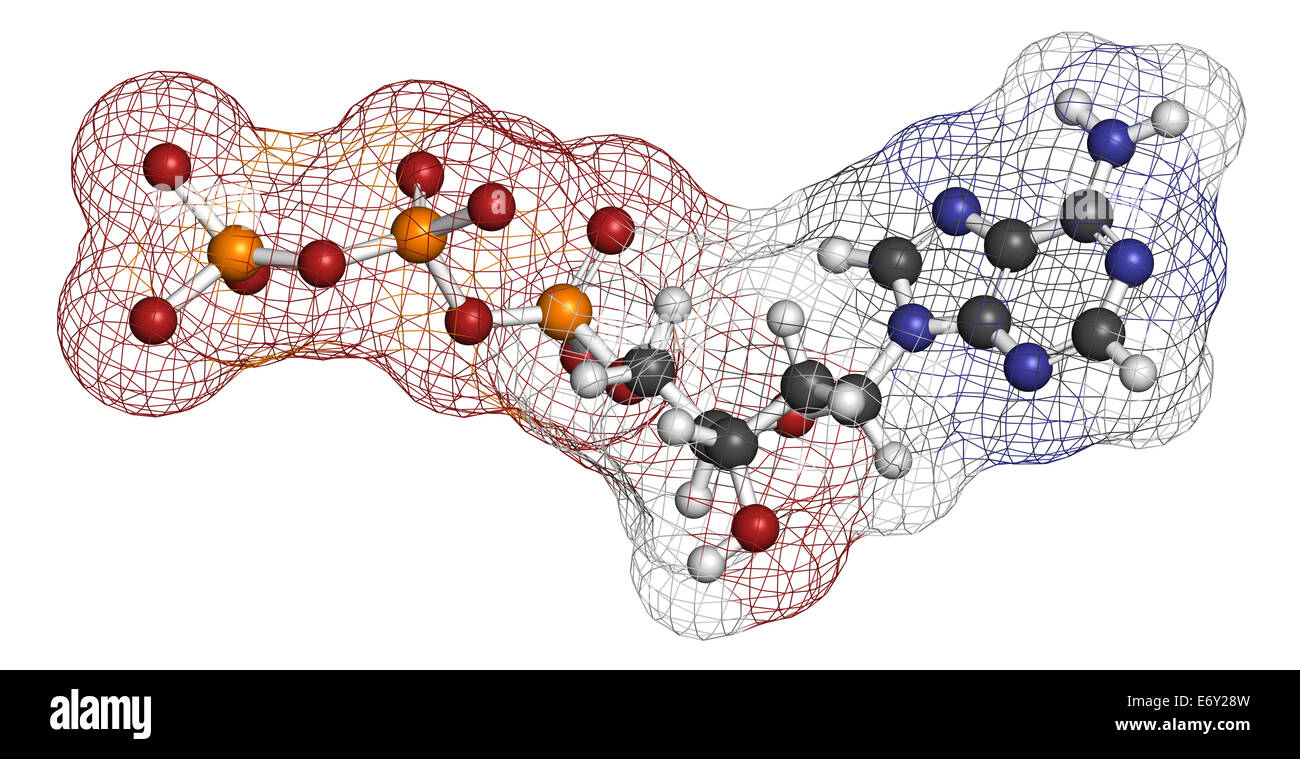 Phosphate molecular model atoms represented hi-res stock photography ...