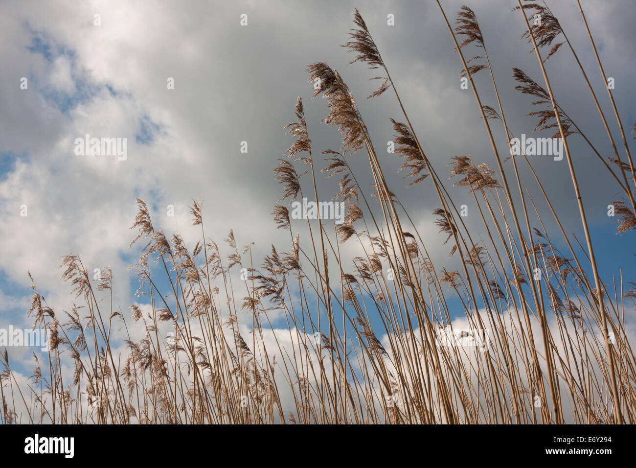 grasses growing in marshes on nature reserve, Itchenor, Witterings ...