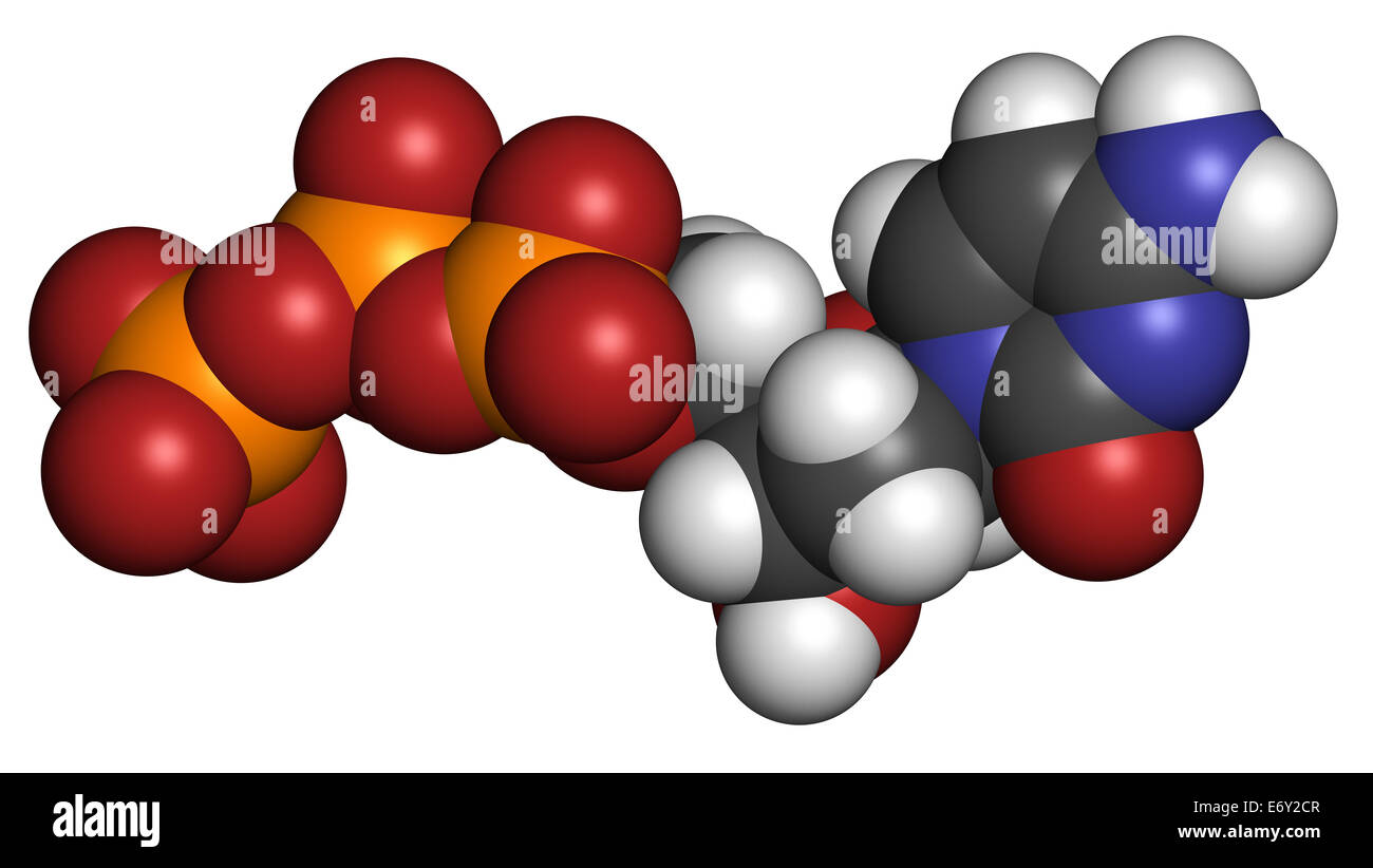 Deoxycytidine triphosphate nucleotide molecule hi-res stock photography ...