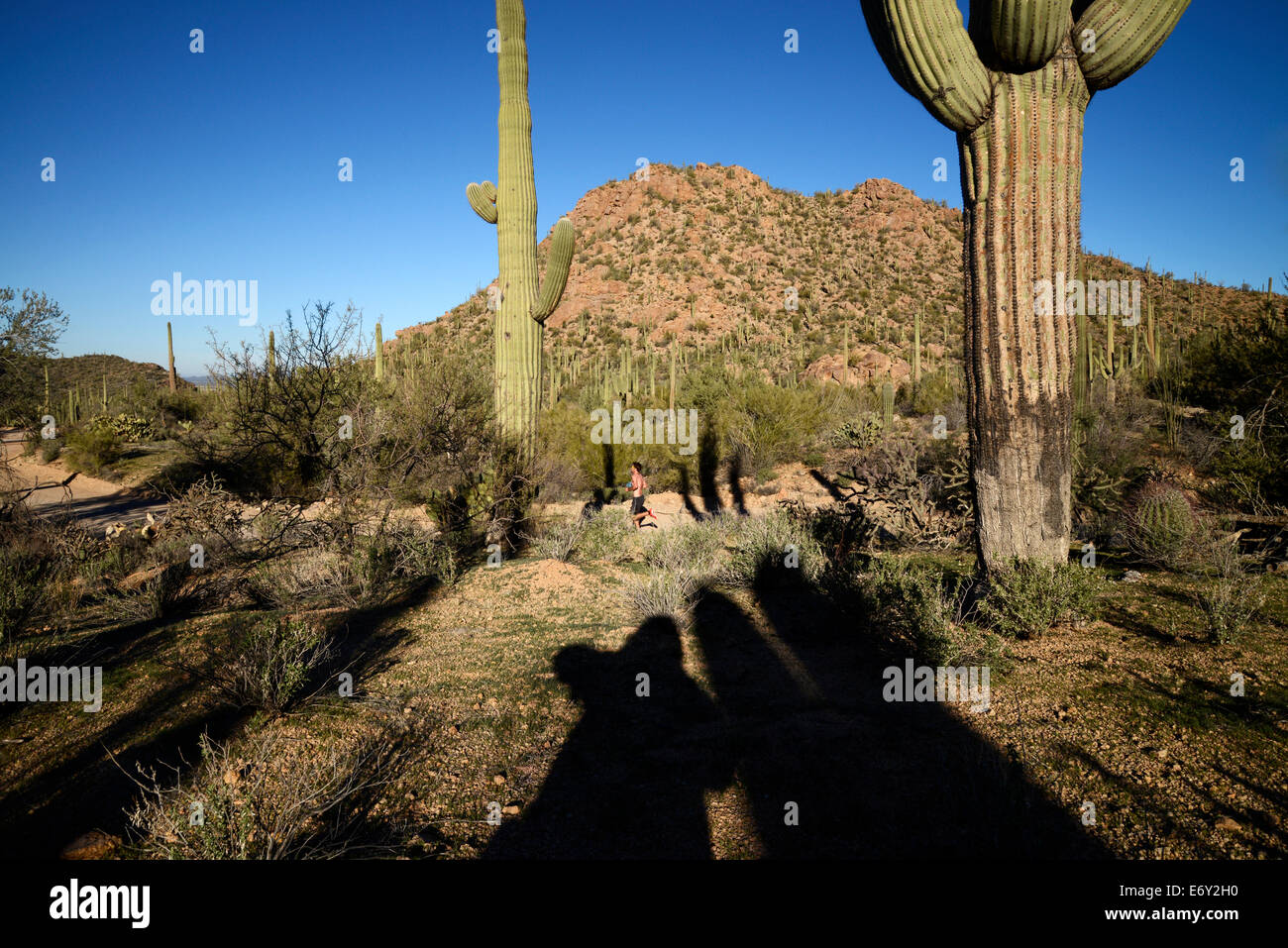 Bajada loop drive saguaro hi-res stock photography and images - Alamy