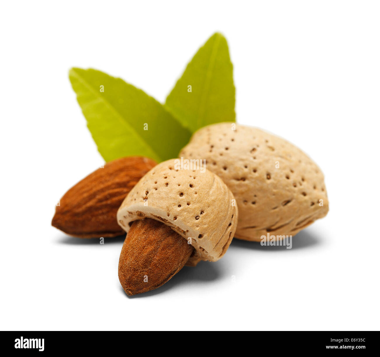 Half open shell hi-res stock photography and images - Alamy