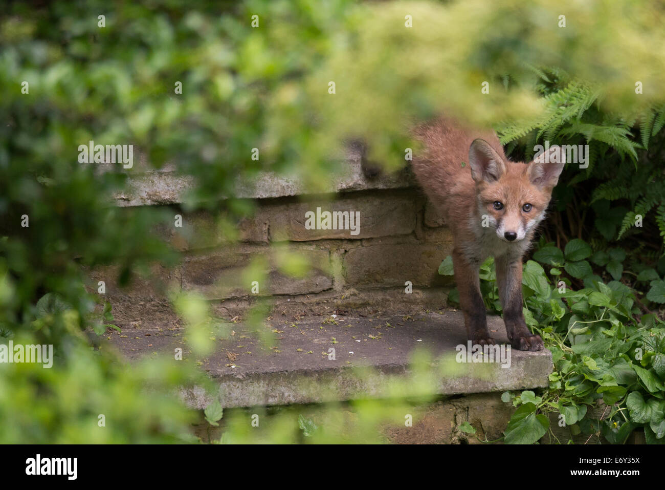 Fox cub making an afternoon appearance in a London back garden Stock ...