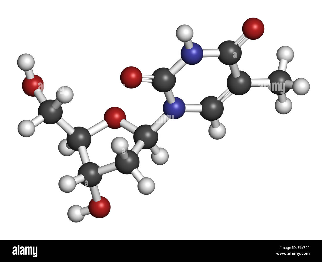 Thymidine (deoxythymidine) nucleoside molecule. DNA building block ...