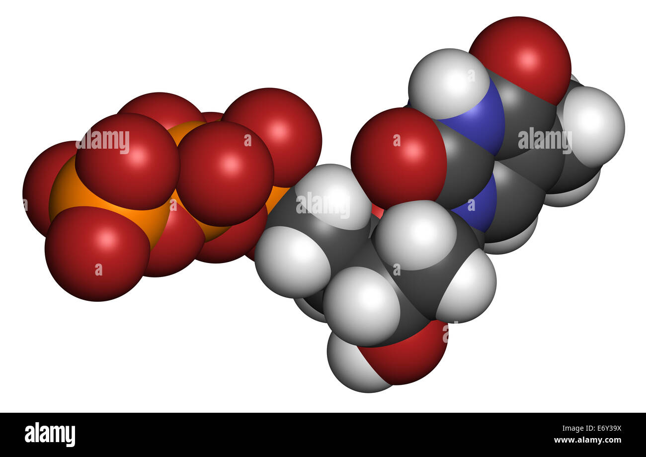 Thymidine hi-res stock photography and images - Alamy