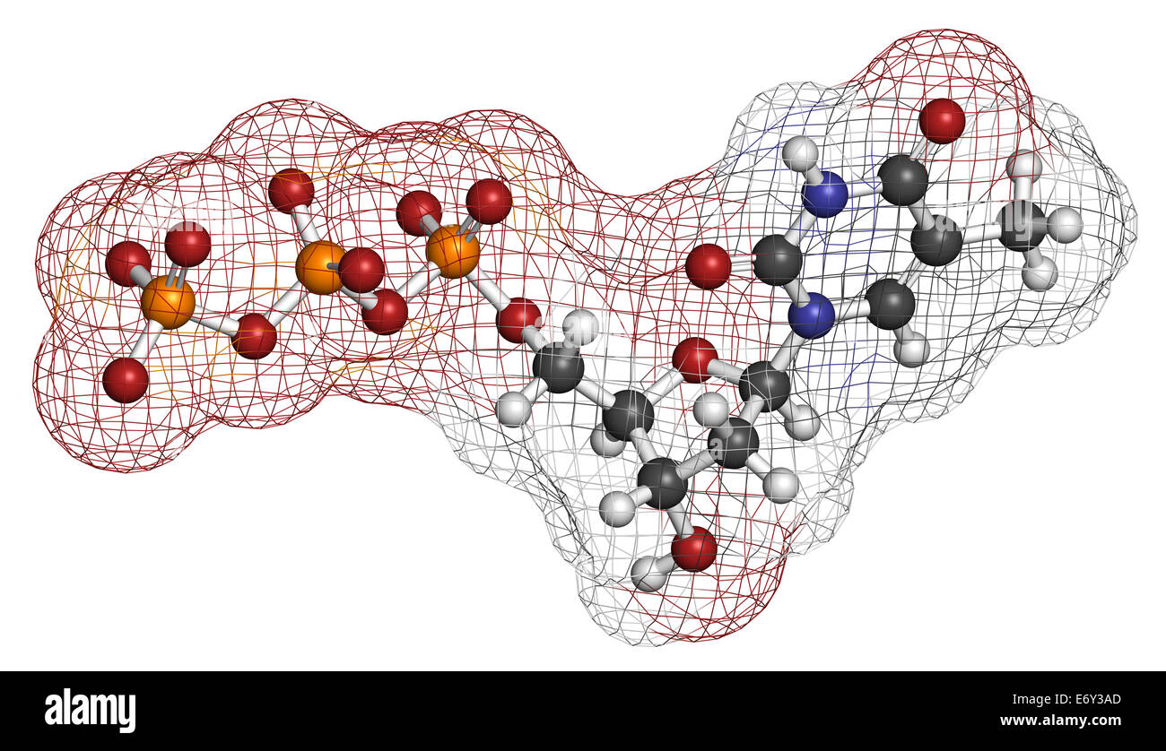 Thymidine triphosphate (TTP) nucleotide molecule. DNA building block ...