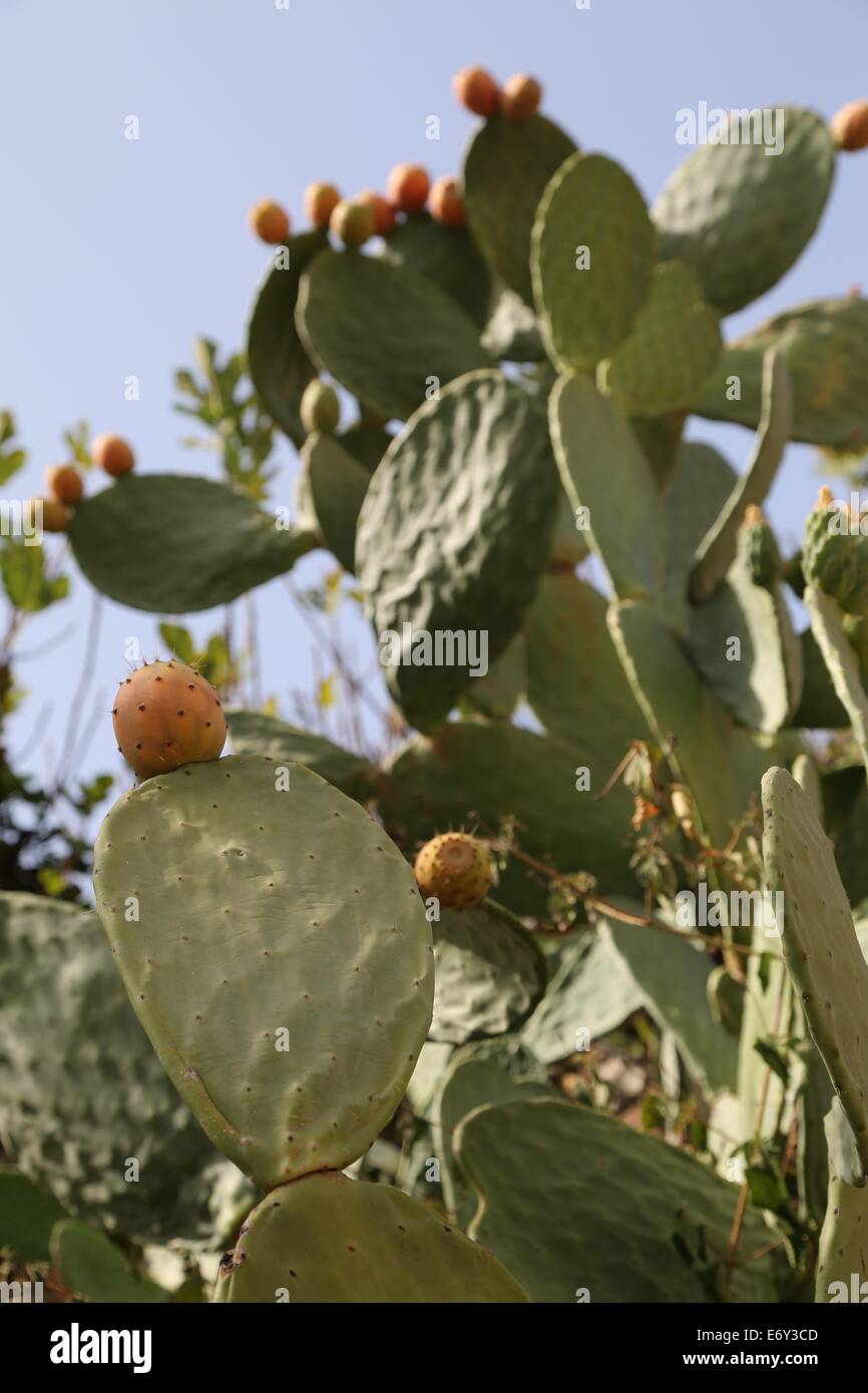 Greece prickly pears hi-res stock photography and images - Alamy