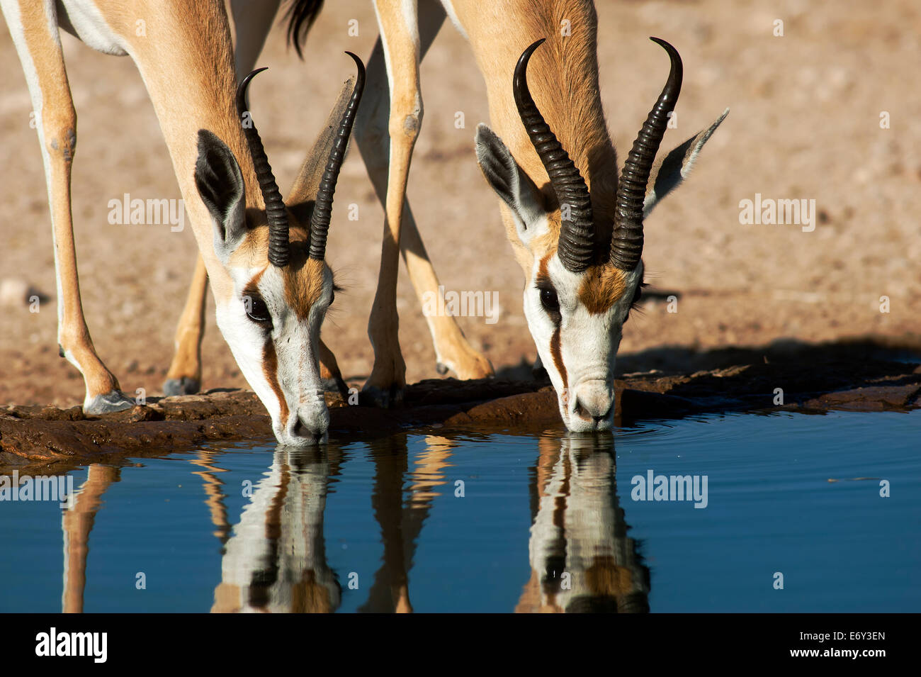 Springbok drinking water hi-res stock photography and images - Alamy