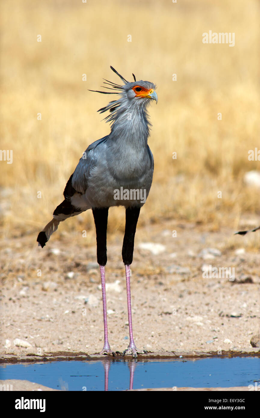 Secretary bird snake hi-res stock photography and images - Alamy