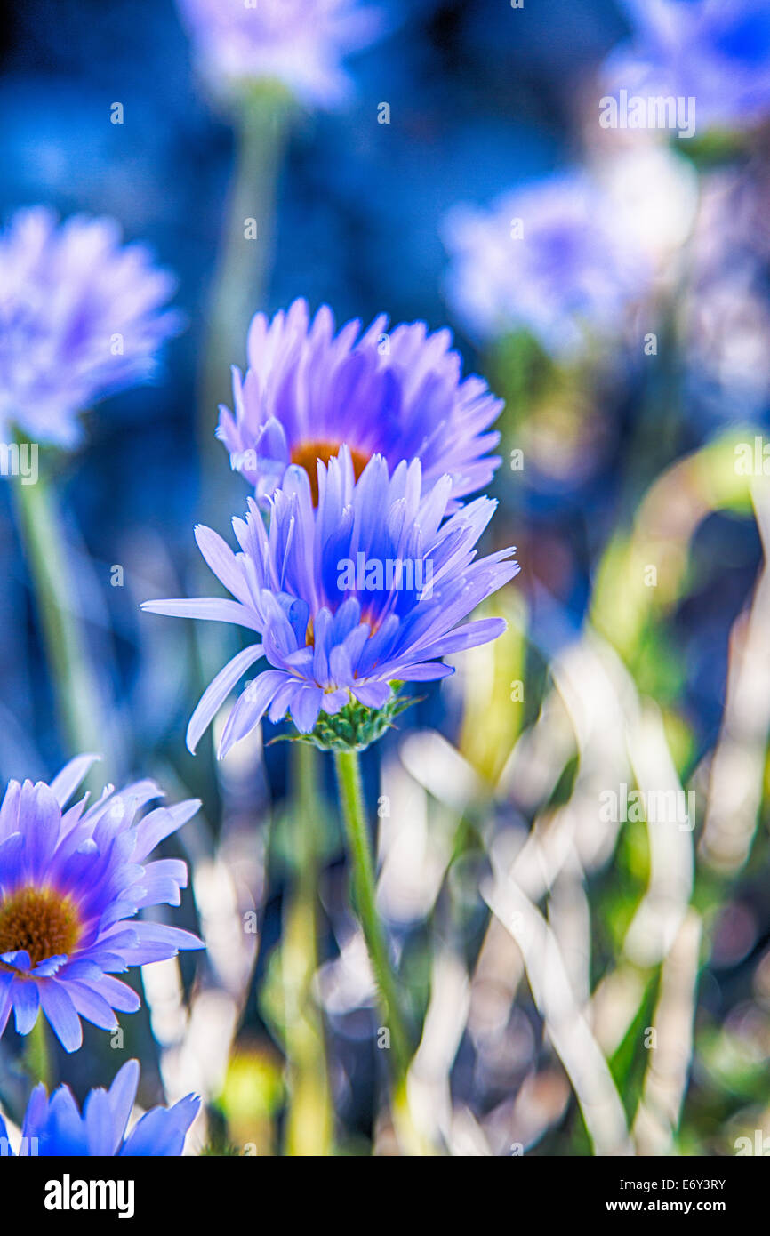Purple wildflower on side road hi-res stock photography and images - Alamy